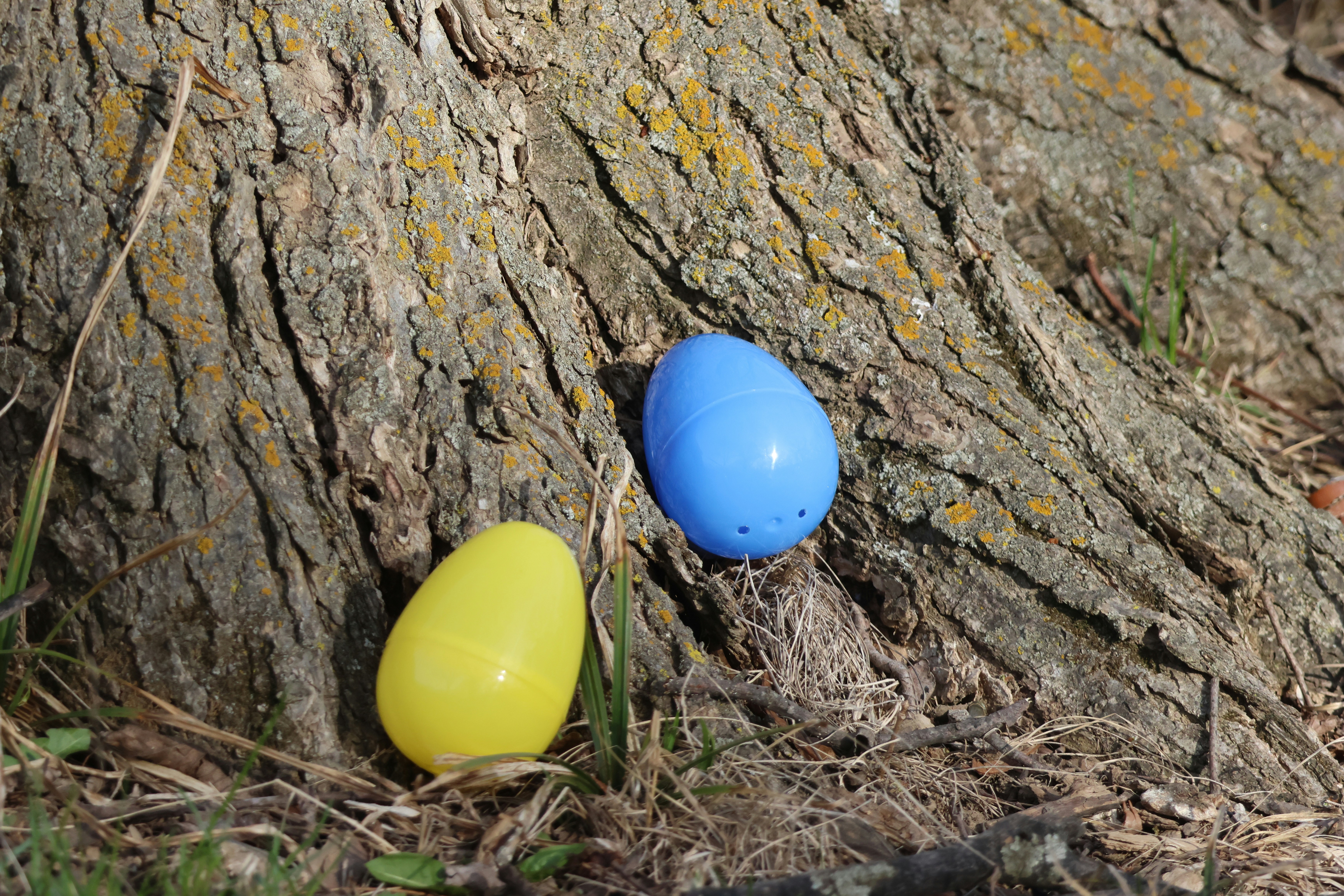 Colorful Easter Eggs at the Base of a Speckled Tree