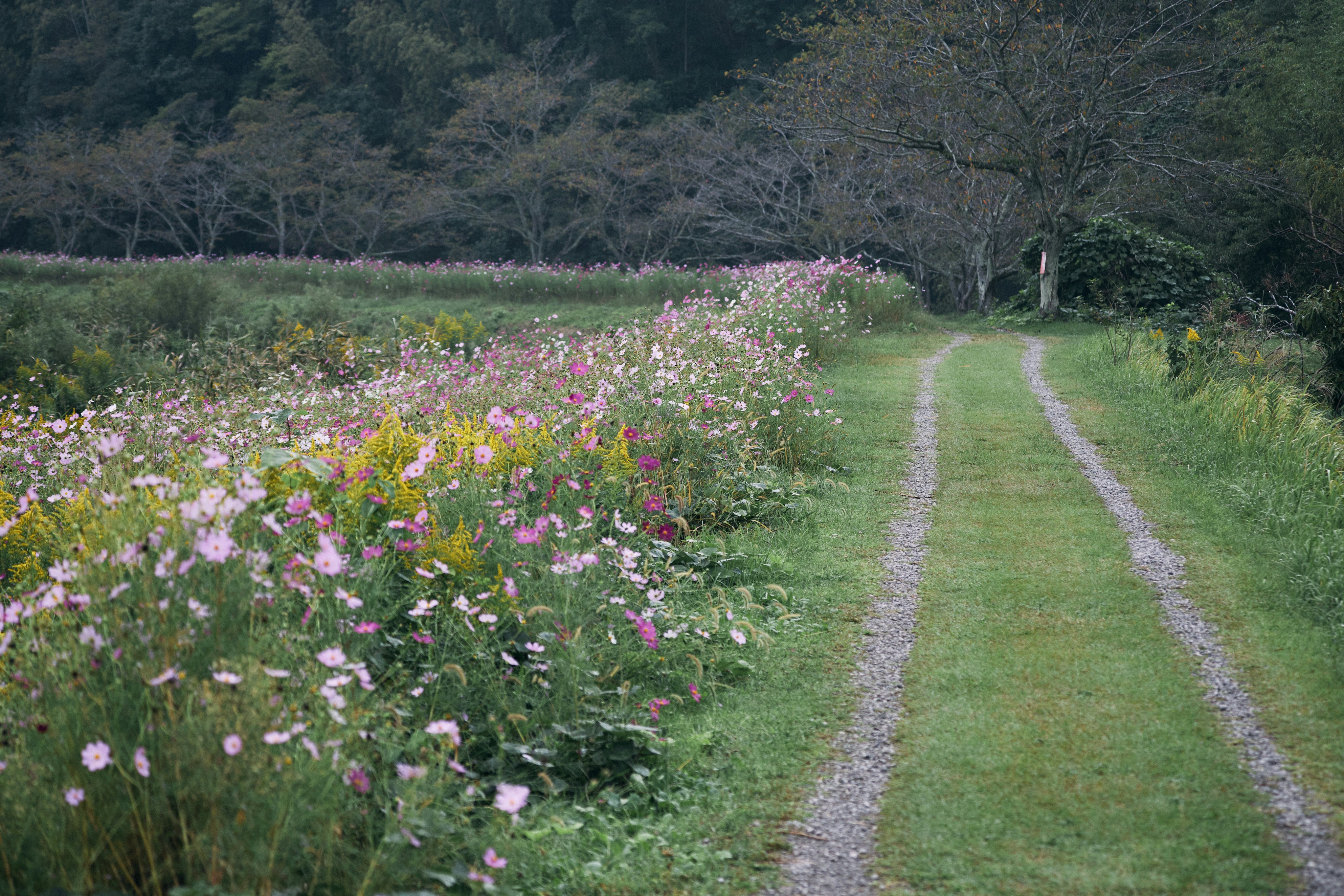 Field of color along the gravel lane