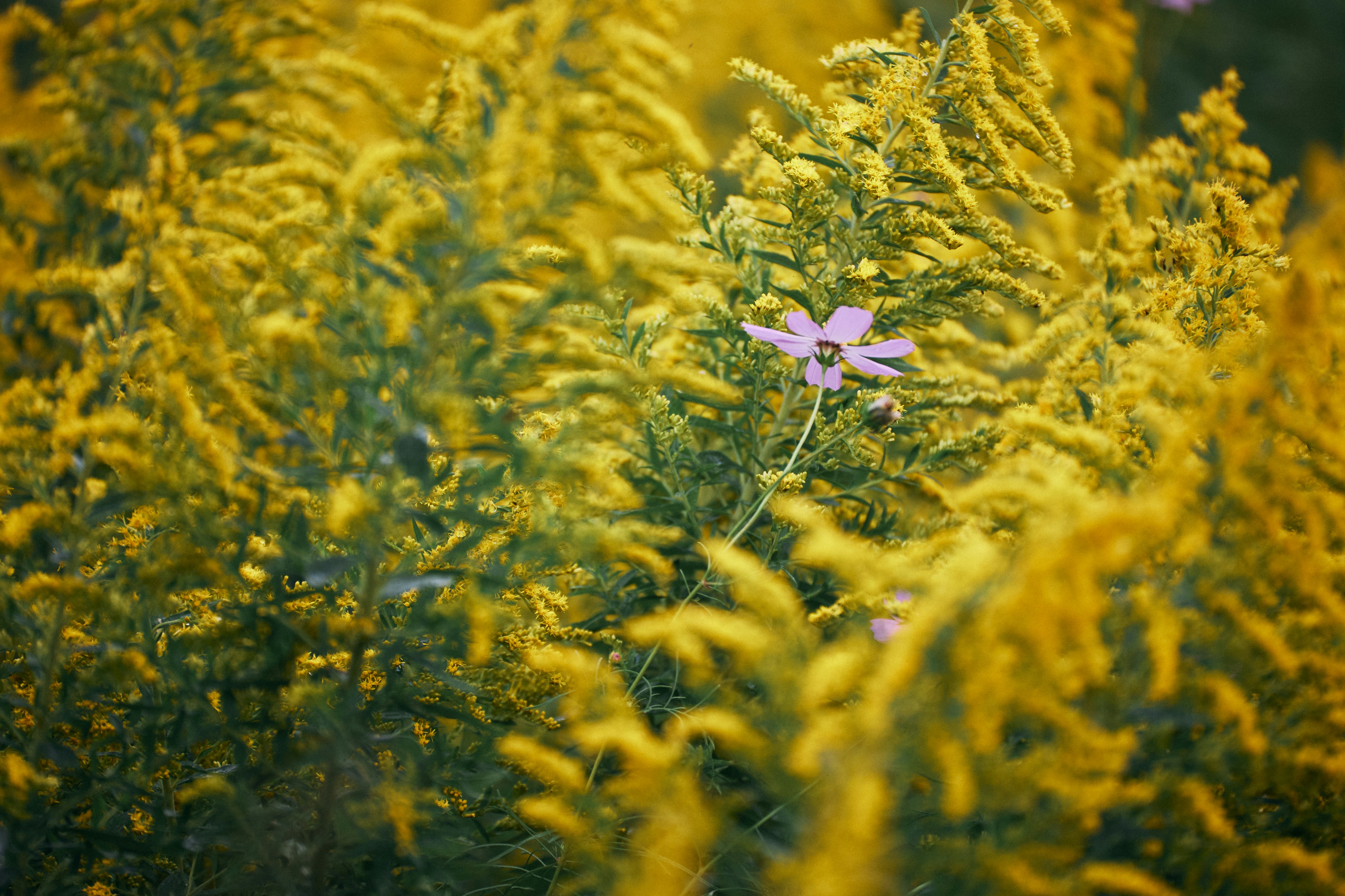 A Violet Bloom Among Golden Haze