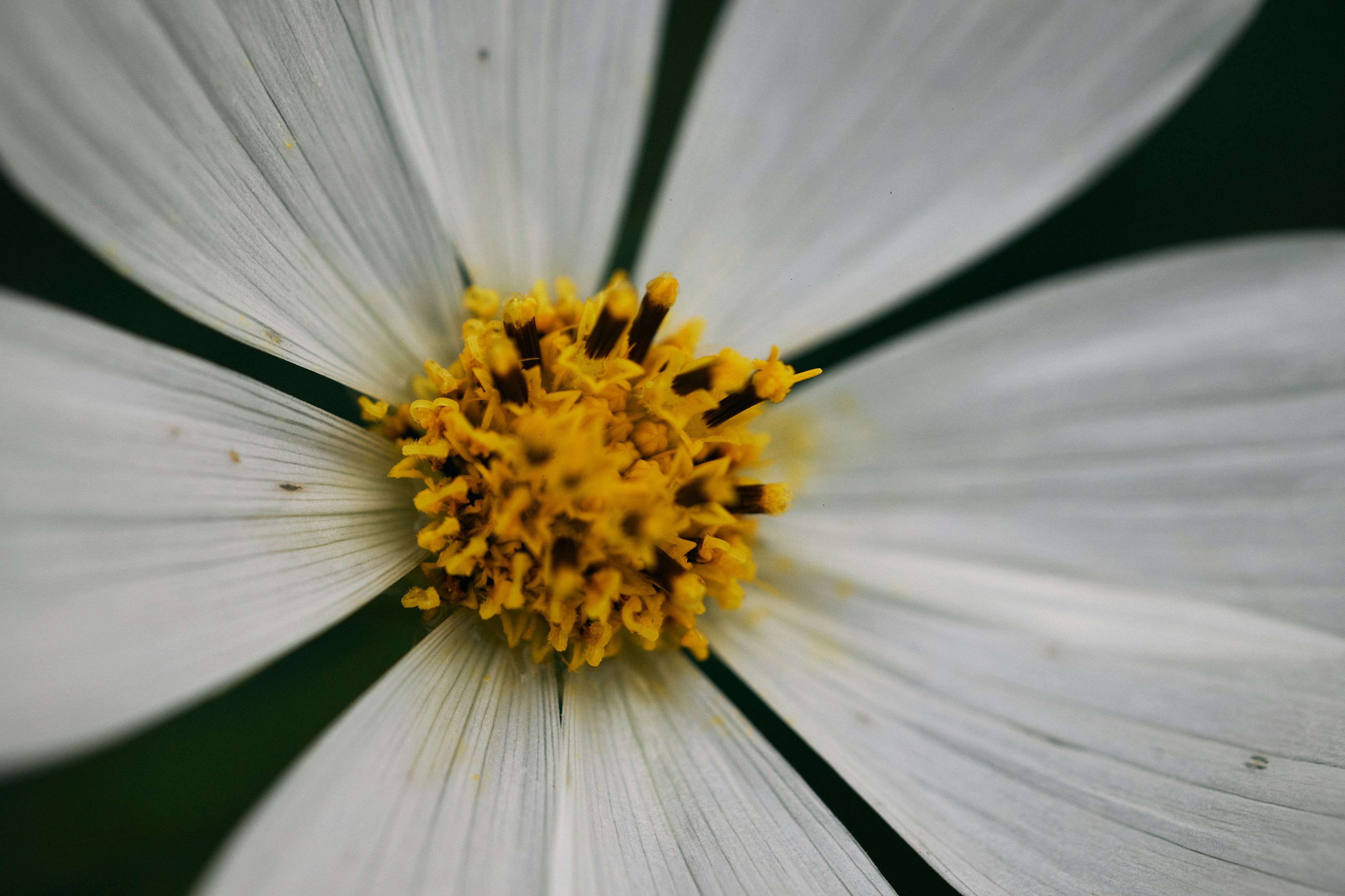 Yellow-tipped center: a macro bloom in focus