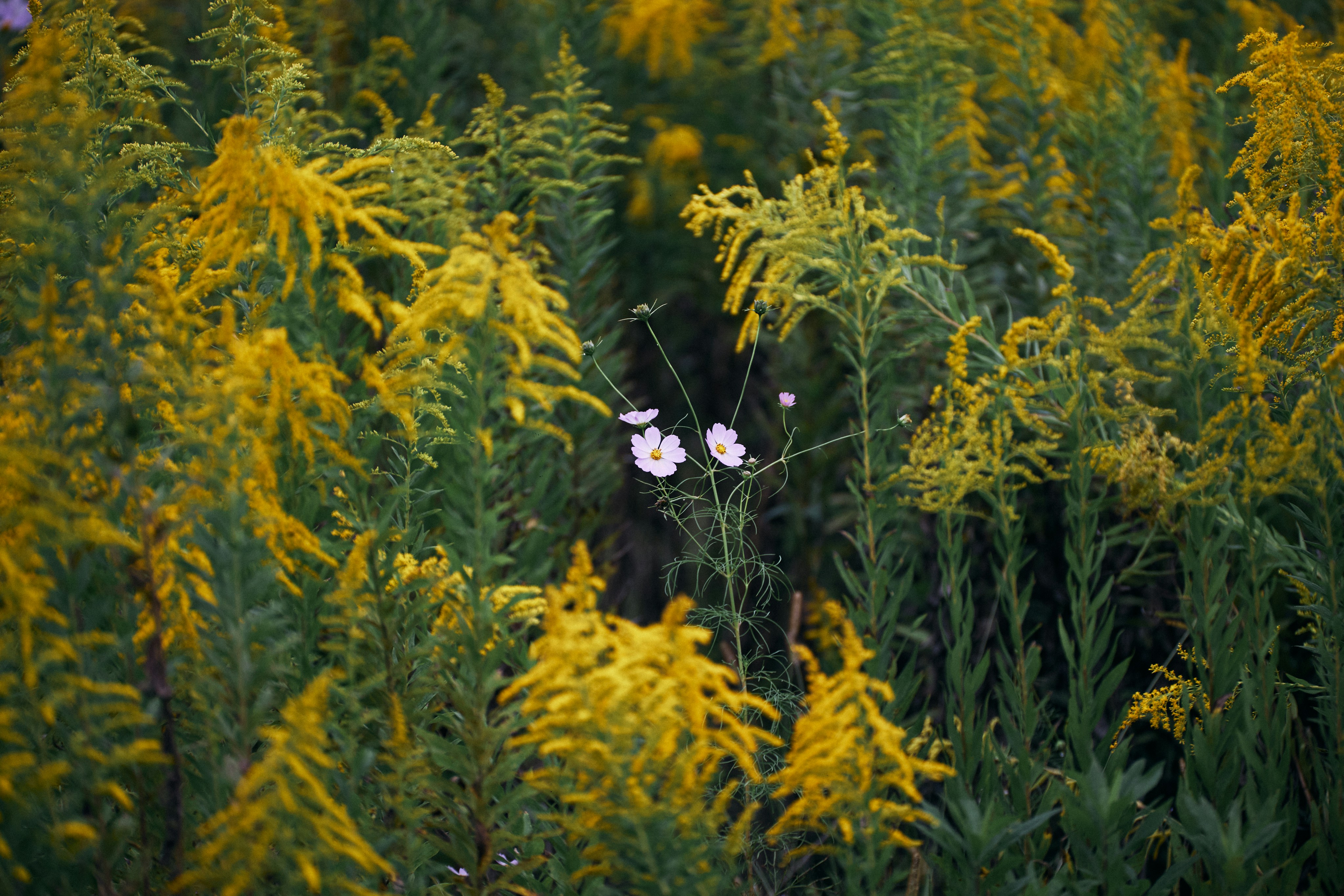 A solitary white-petaled bloom Surrounded by Goldenrod in a Quiet Meadow