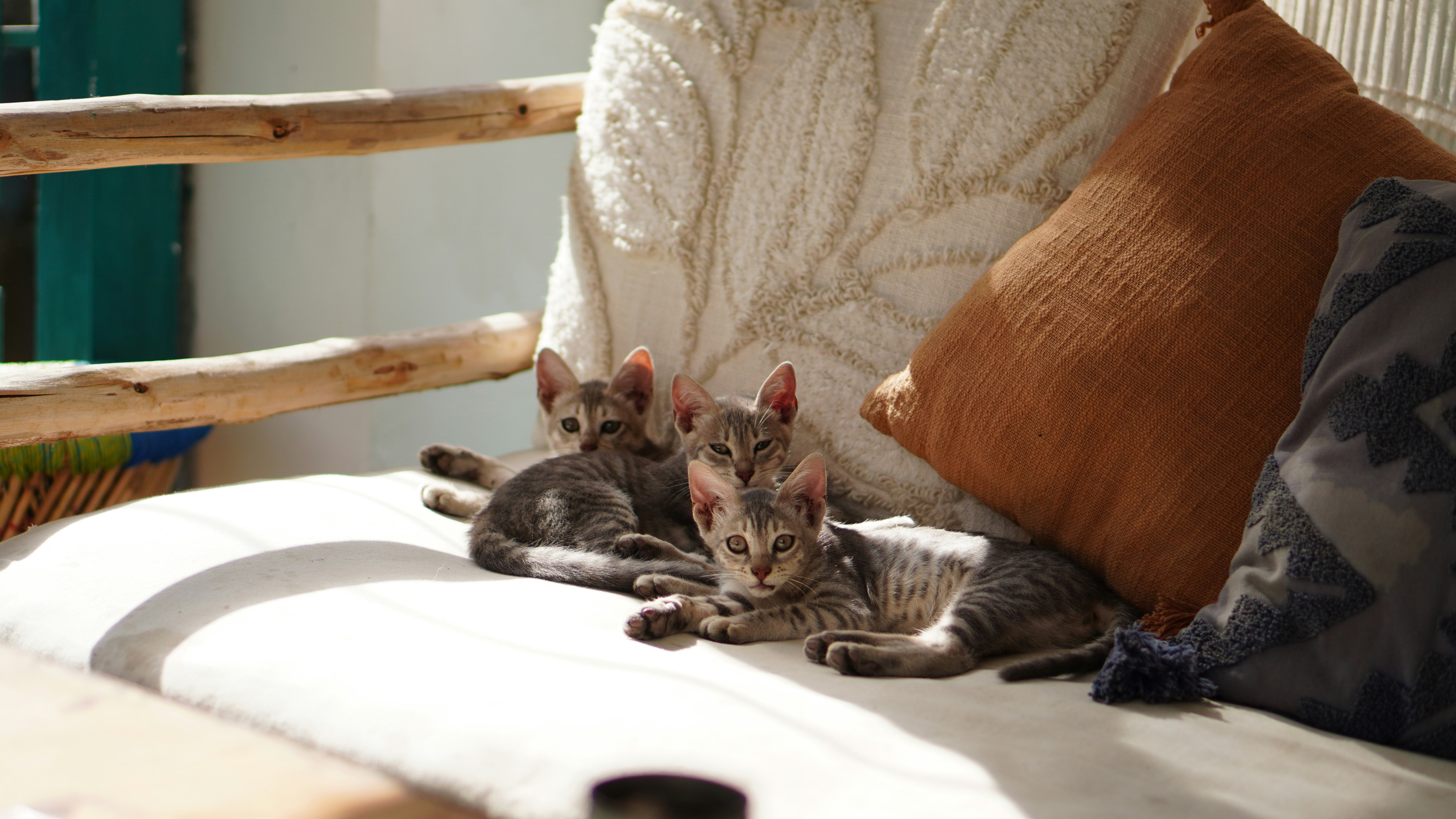 Sunlit Kitten Cluster on a Cushioned Corner