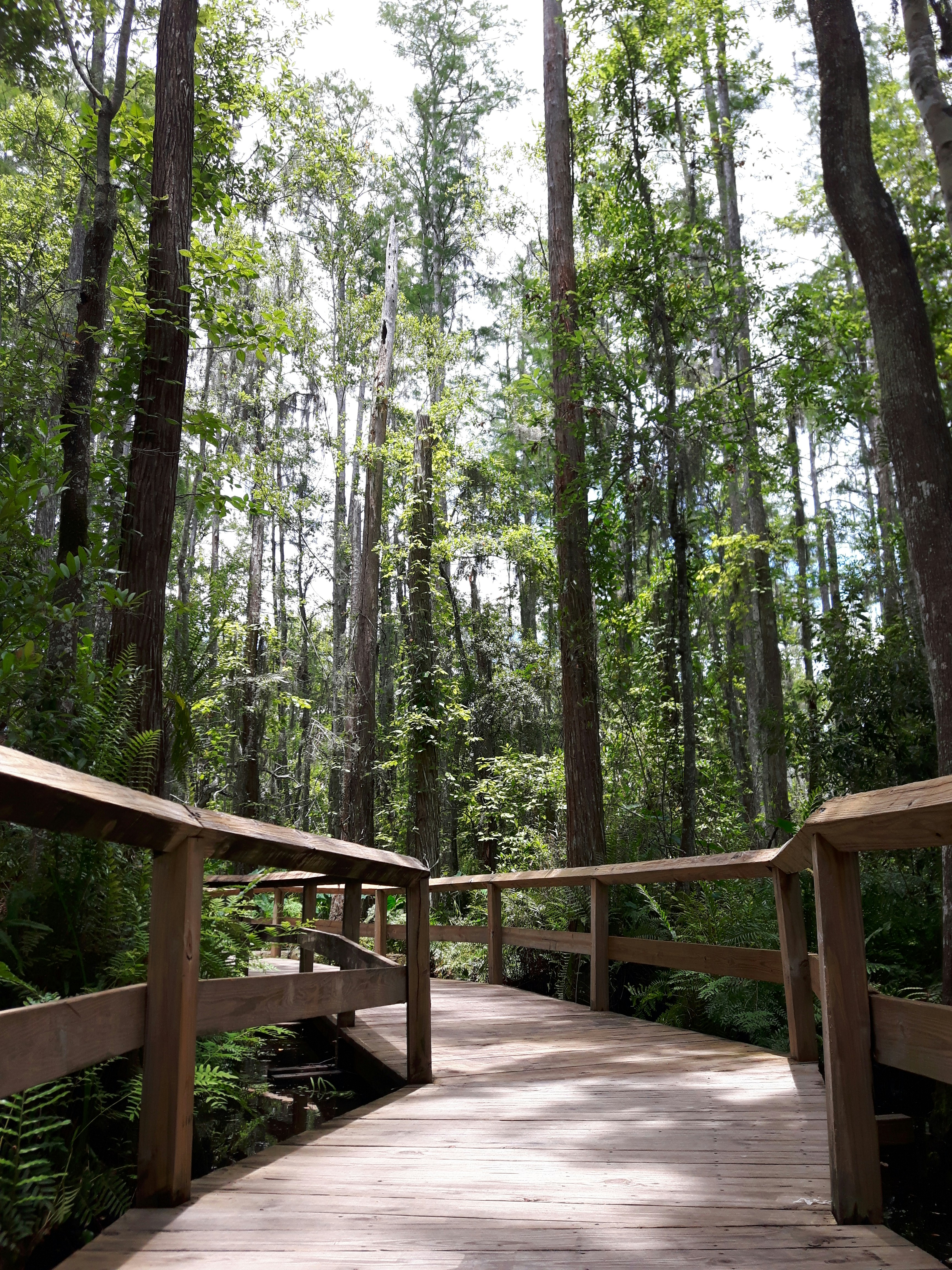 Wooden Gateway: A Curved Walk Through Sunlit Pines