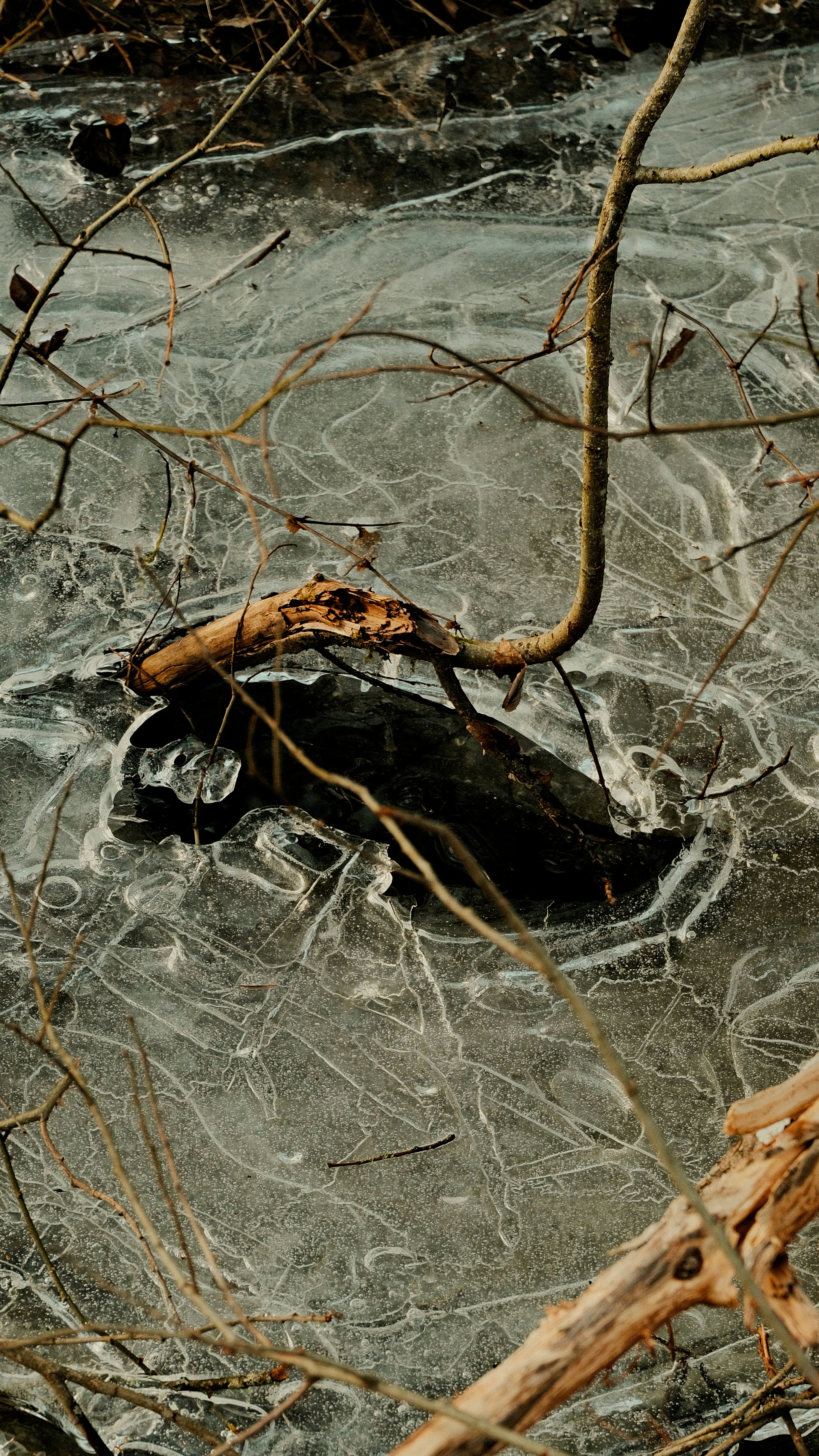 Ice-Crowned Branches: A Frozen Inertia Over a Dark Rock