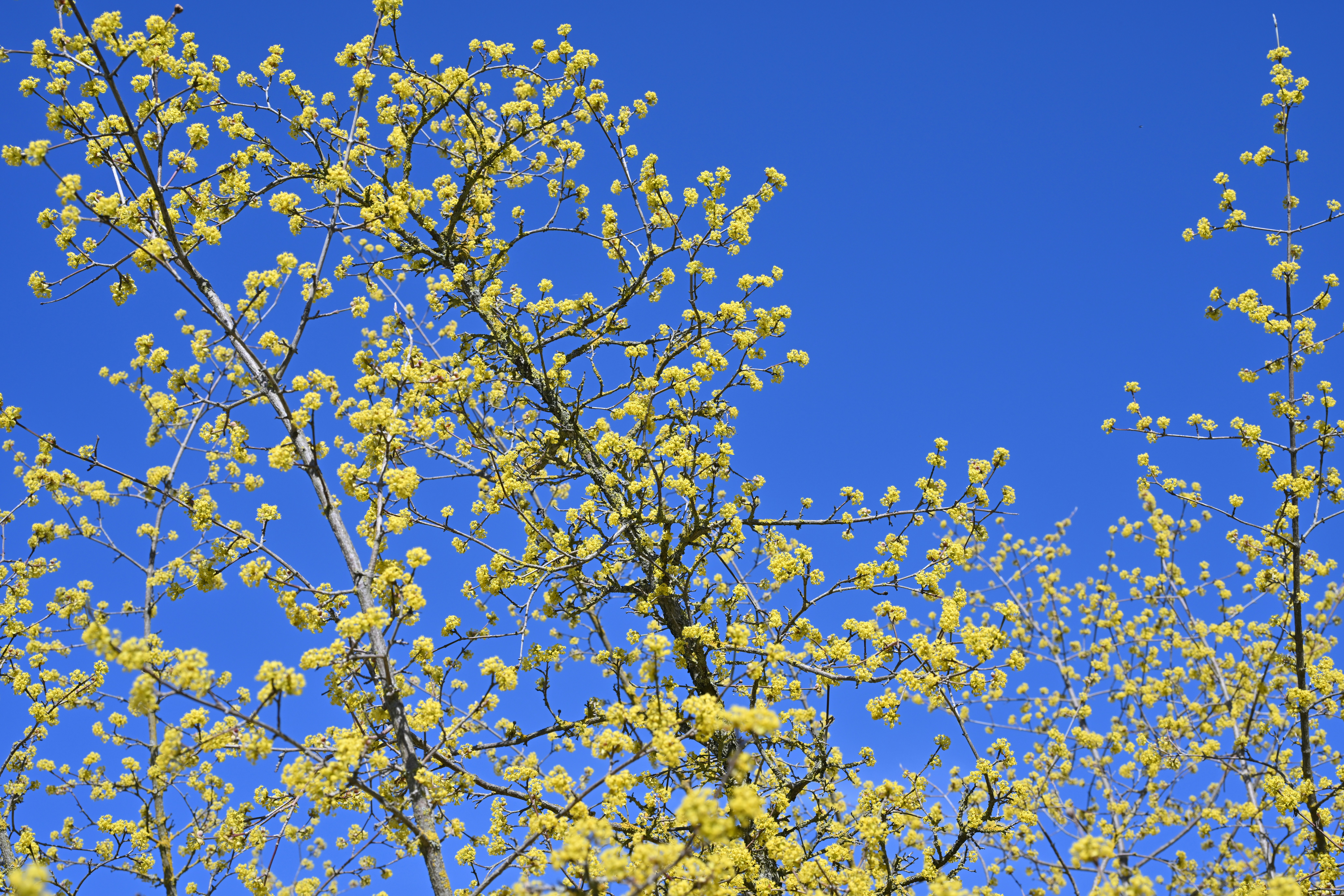 Yellow blossoms Reach Toward a Clear Blue Sky