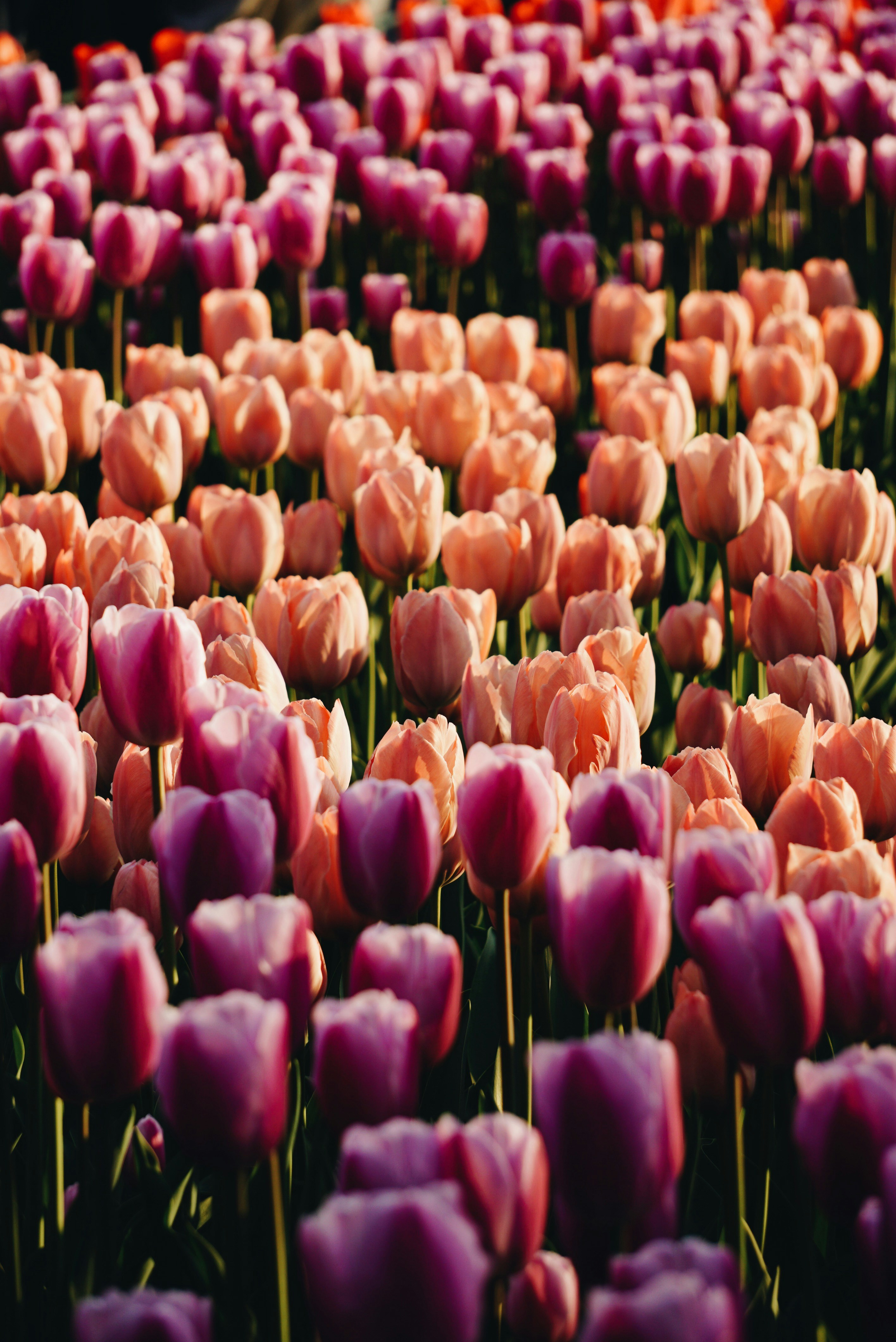 Tulip Field in Warm Hues: Rows of Colorful Petals Recede into Evening Light