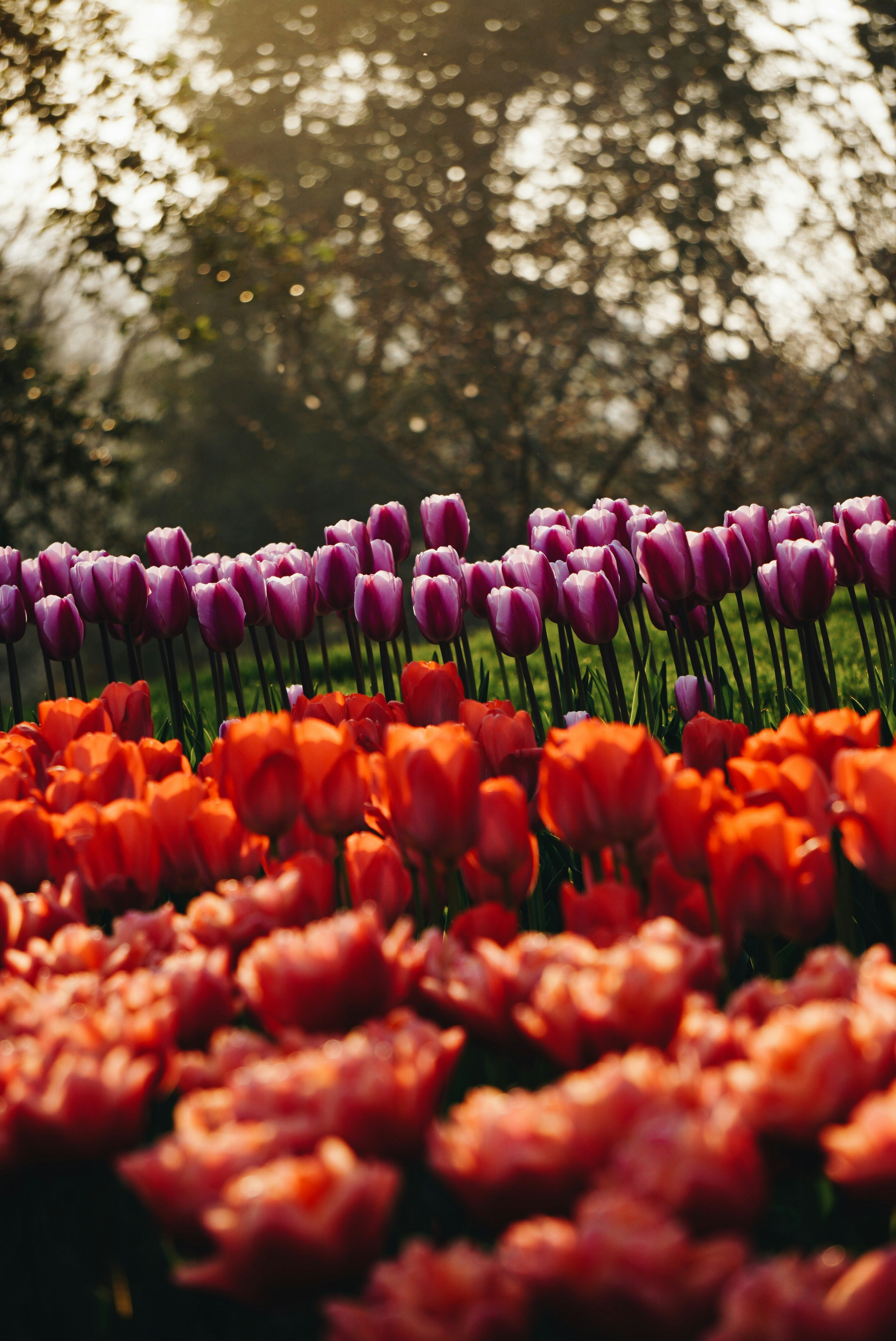 Row of Tulips in Warm Backlit Field