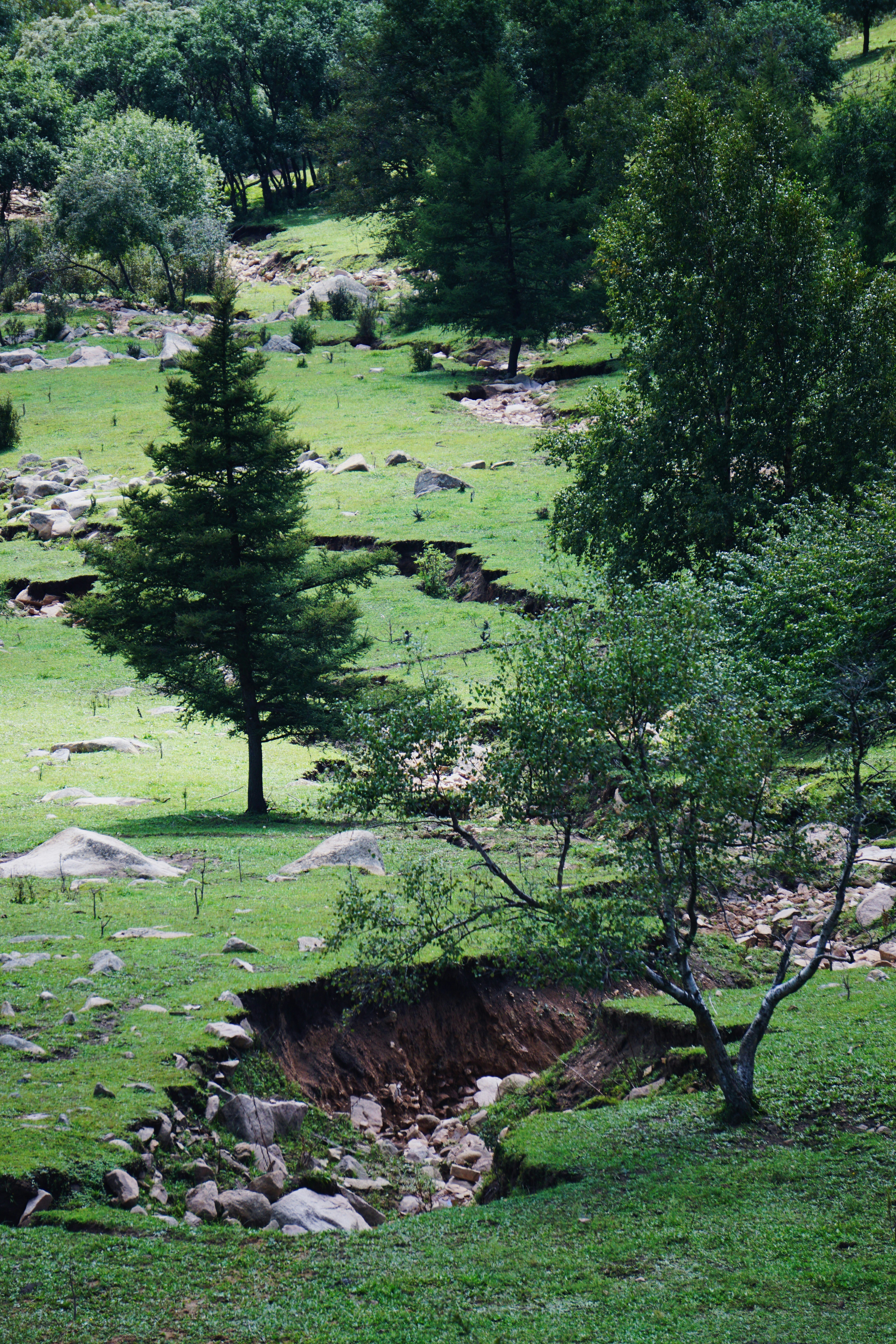 Green Ridge with a Gentle Sink: A Quiet Meadow Carved by Stones