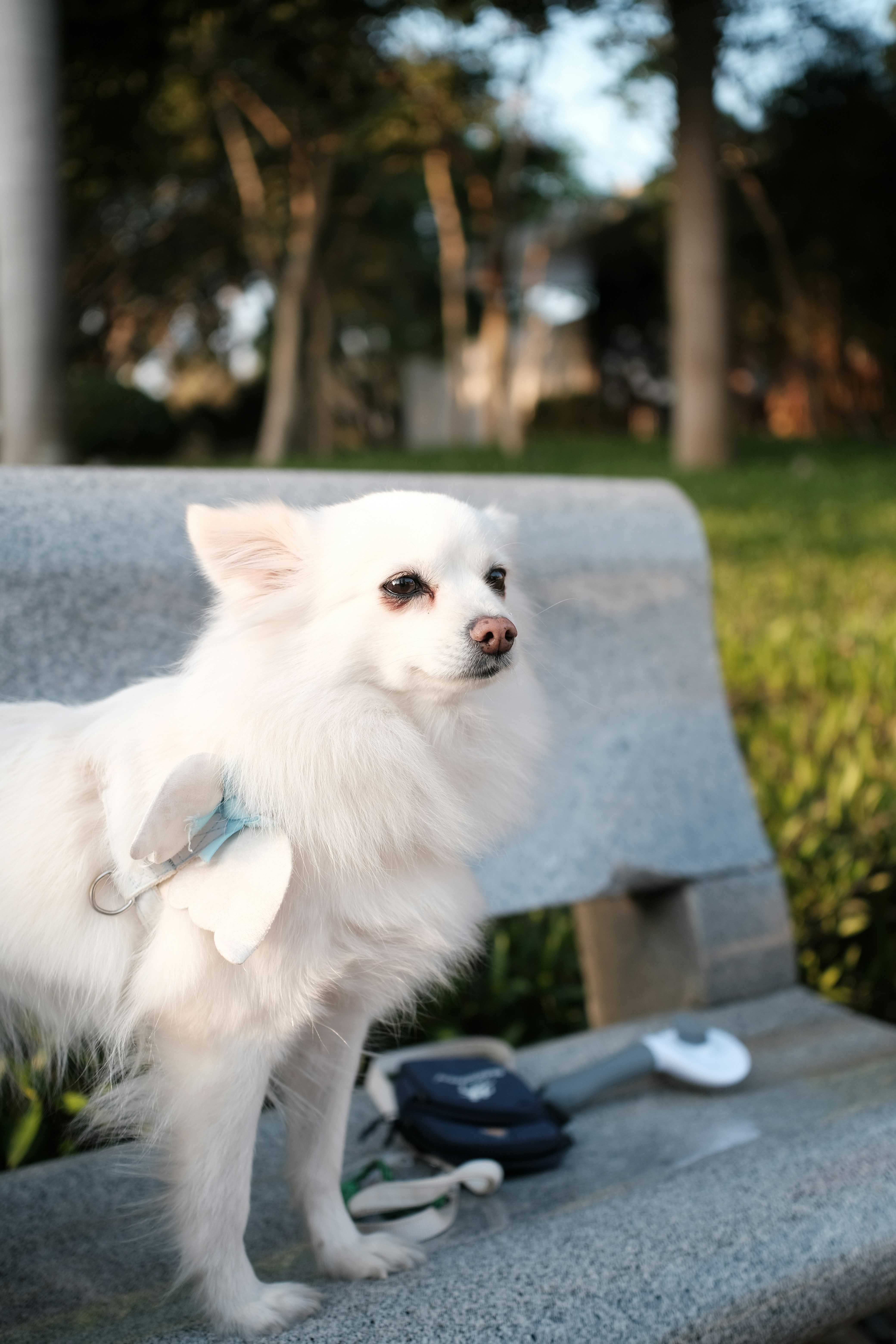 White Chihuahua on a Park Bench in Soft Afternoon Light