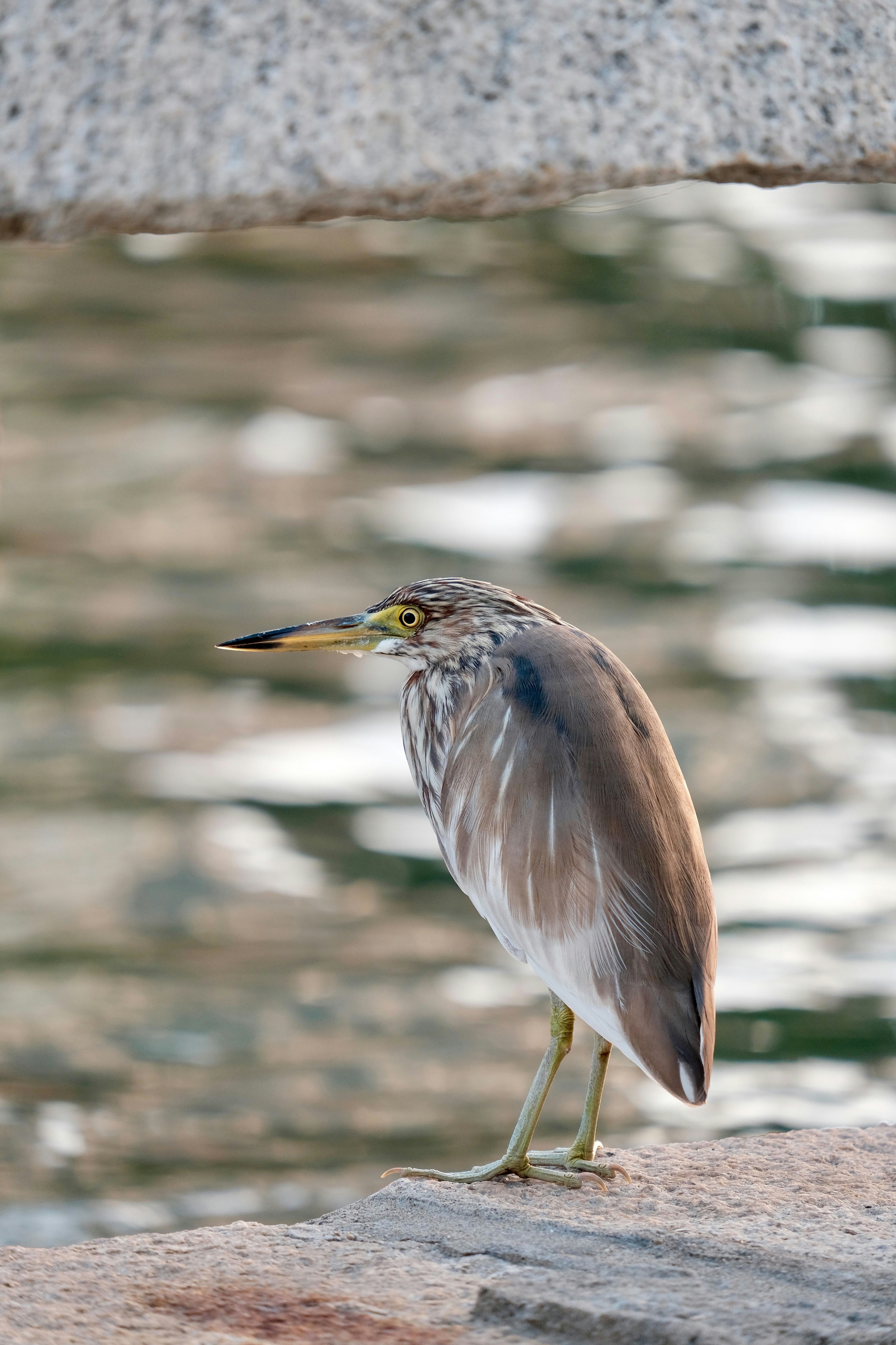 Heron on the Ridge: Watchful Stare at the Water’s Edge