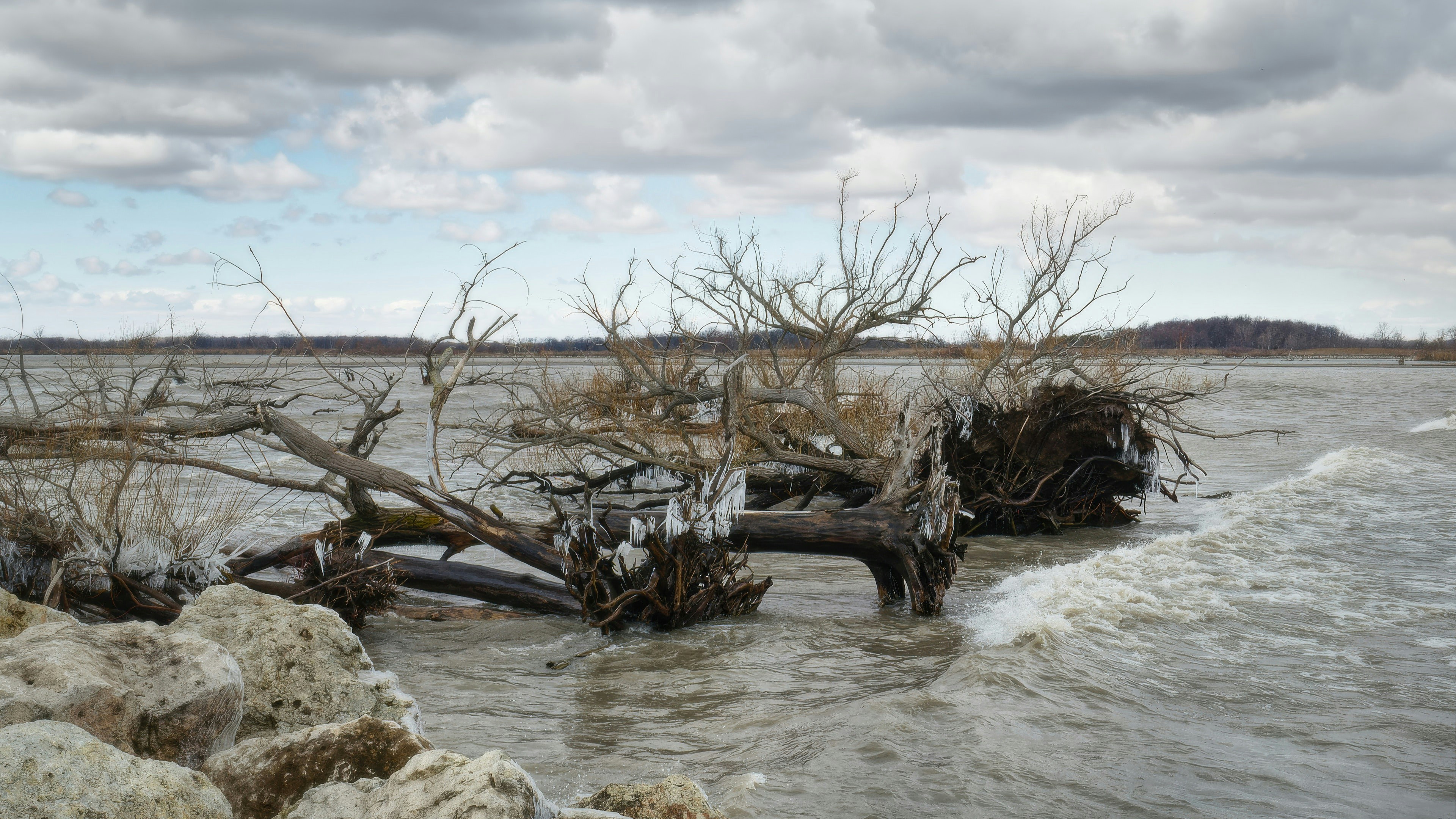 Driftwood Relics at the Waterline