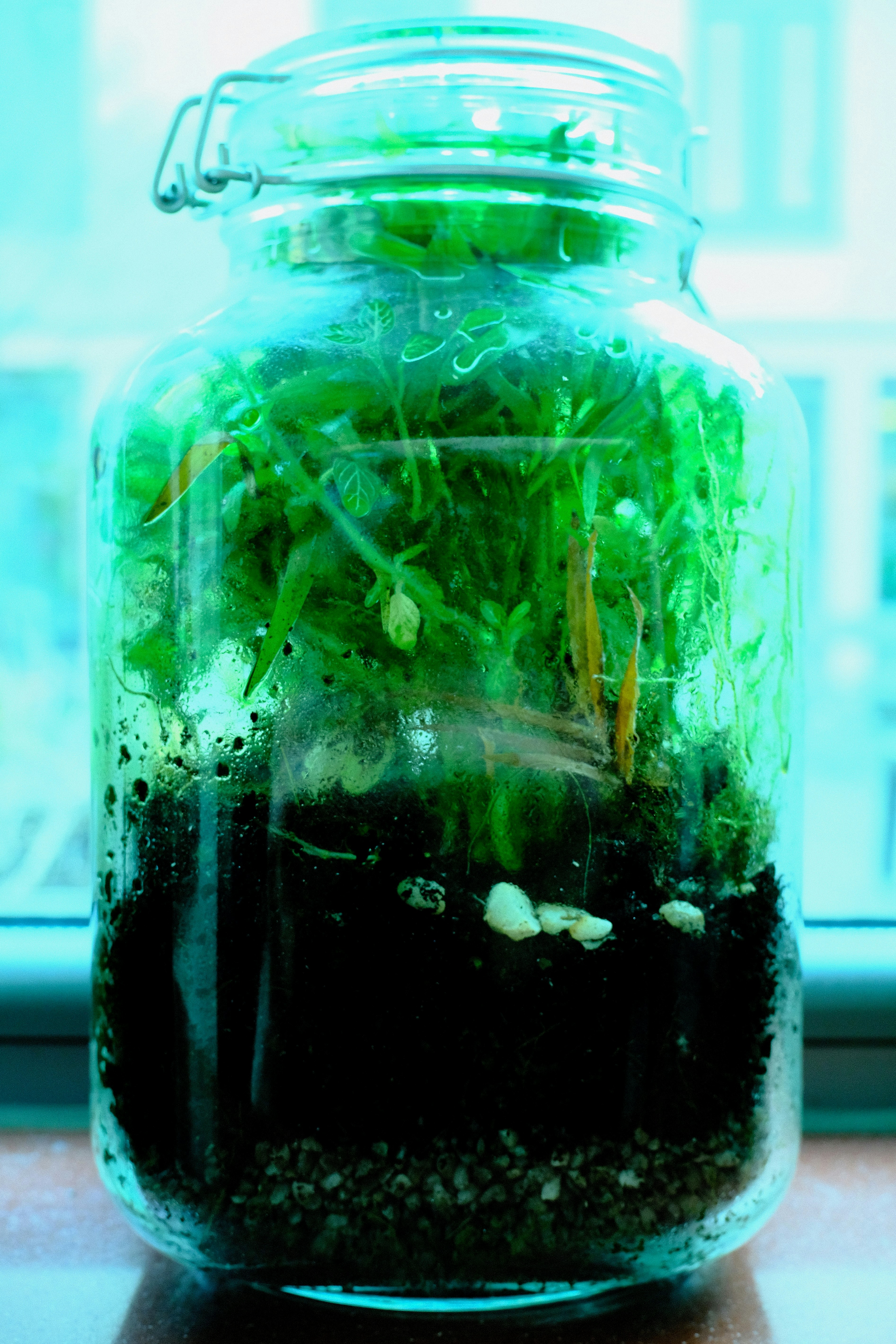 Glowing Green Jar: A Microhabitat in Glass