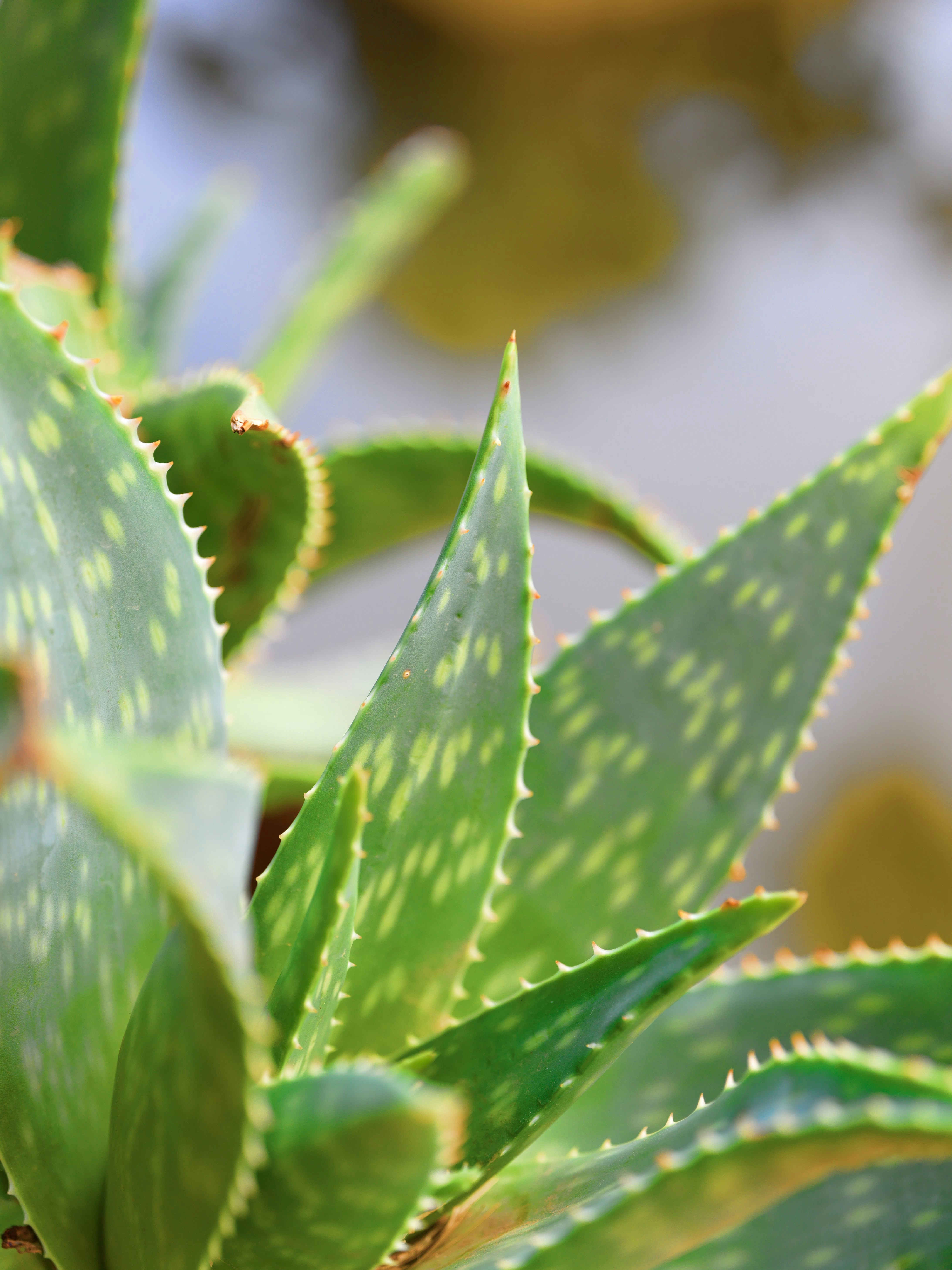 A detailed macro shot of lush green Aloe Vera leaves under the Moroccan sun. The sunlight filters through the plant, highlighting the white speckled patterns and the sharp, translucent thorns along the edges. The shallow depth of field creates a soft, blurred background, emphasizing the natural texture and vibrant life found in the gardens of Marrakesh.