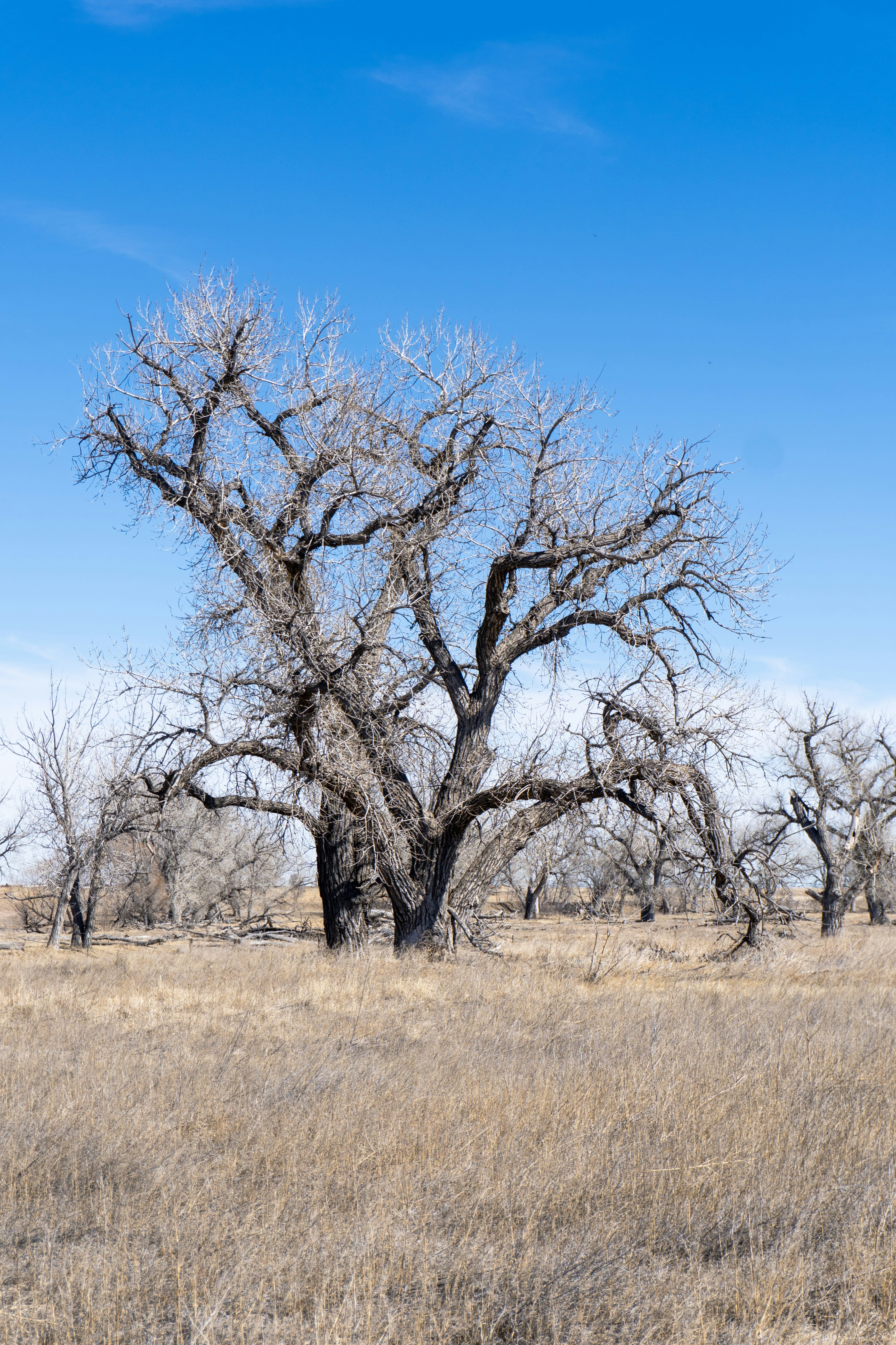 Desert Sentinel: A Gnarled Tree Standing Against a Clear Blue Sky