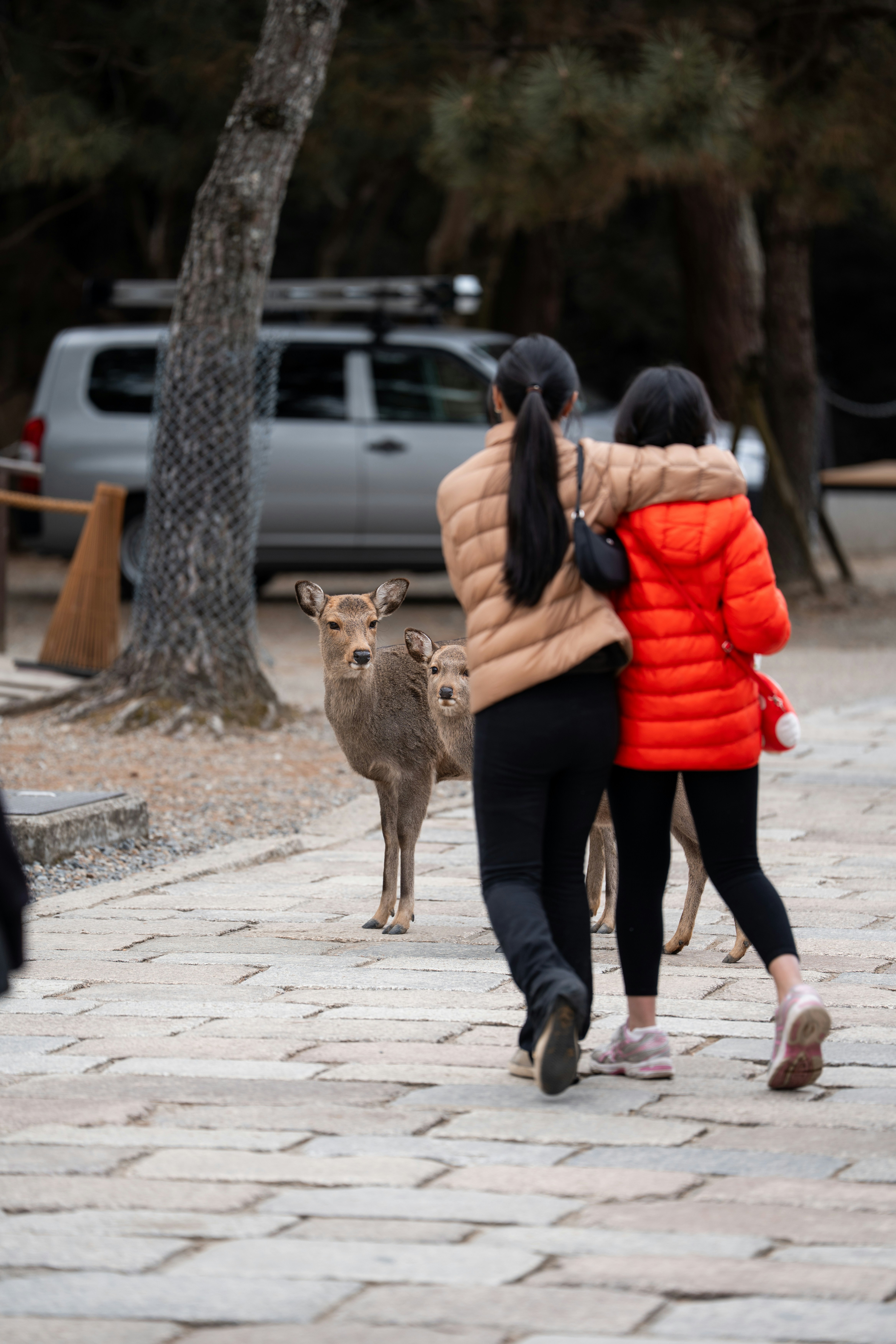 Two hikers and a curious deer on a stone-paved path