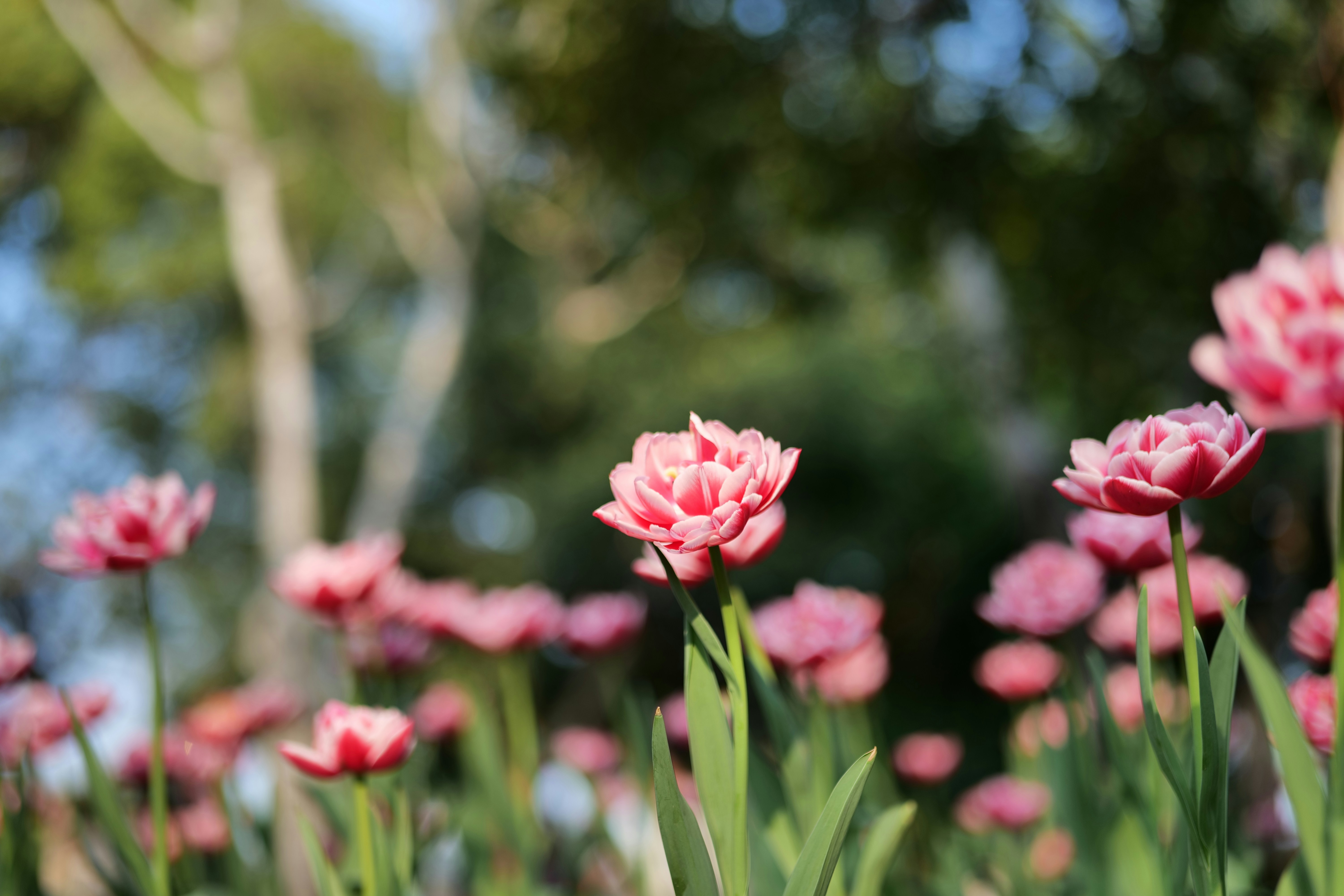 Pink tulips reach toward the sun in a sunlit garden