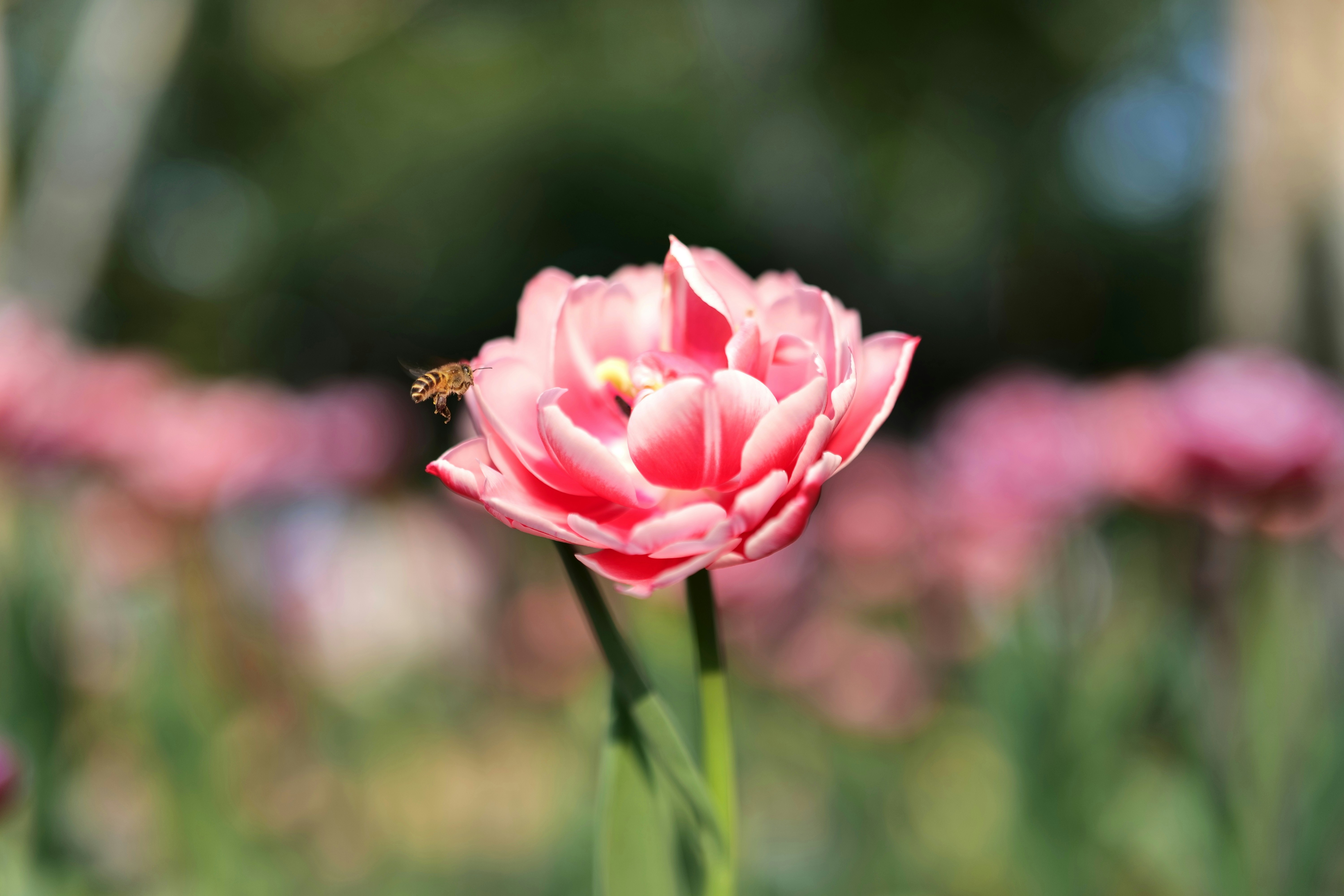 A pink tulip with a bee in the foreground, soft background bokeh, capturing a close floral subject with natural daylight.