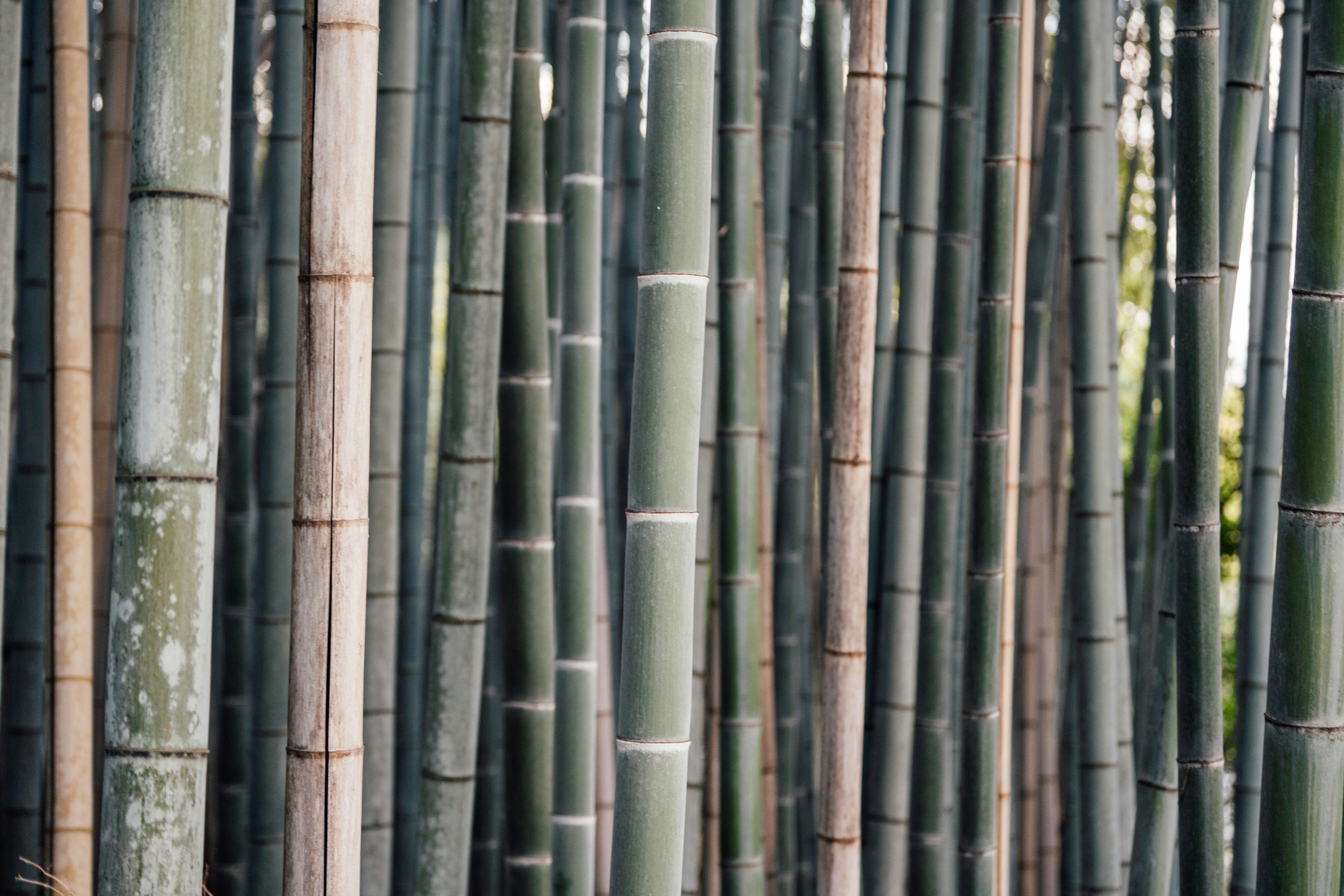 Bamboo Forest photo shot on Sony Alpha 7 IV
