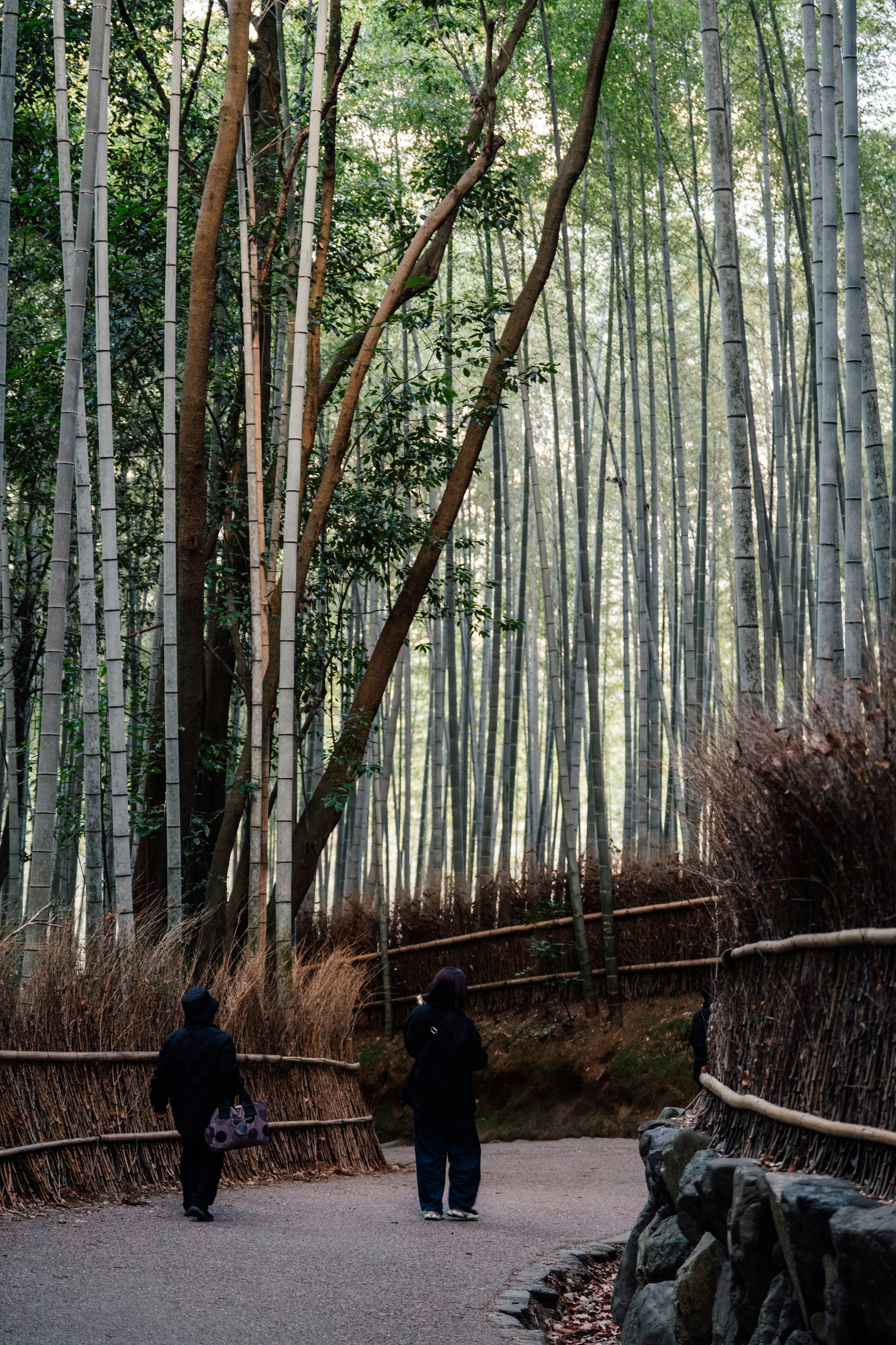 Whispers of the Bamboo Path