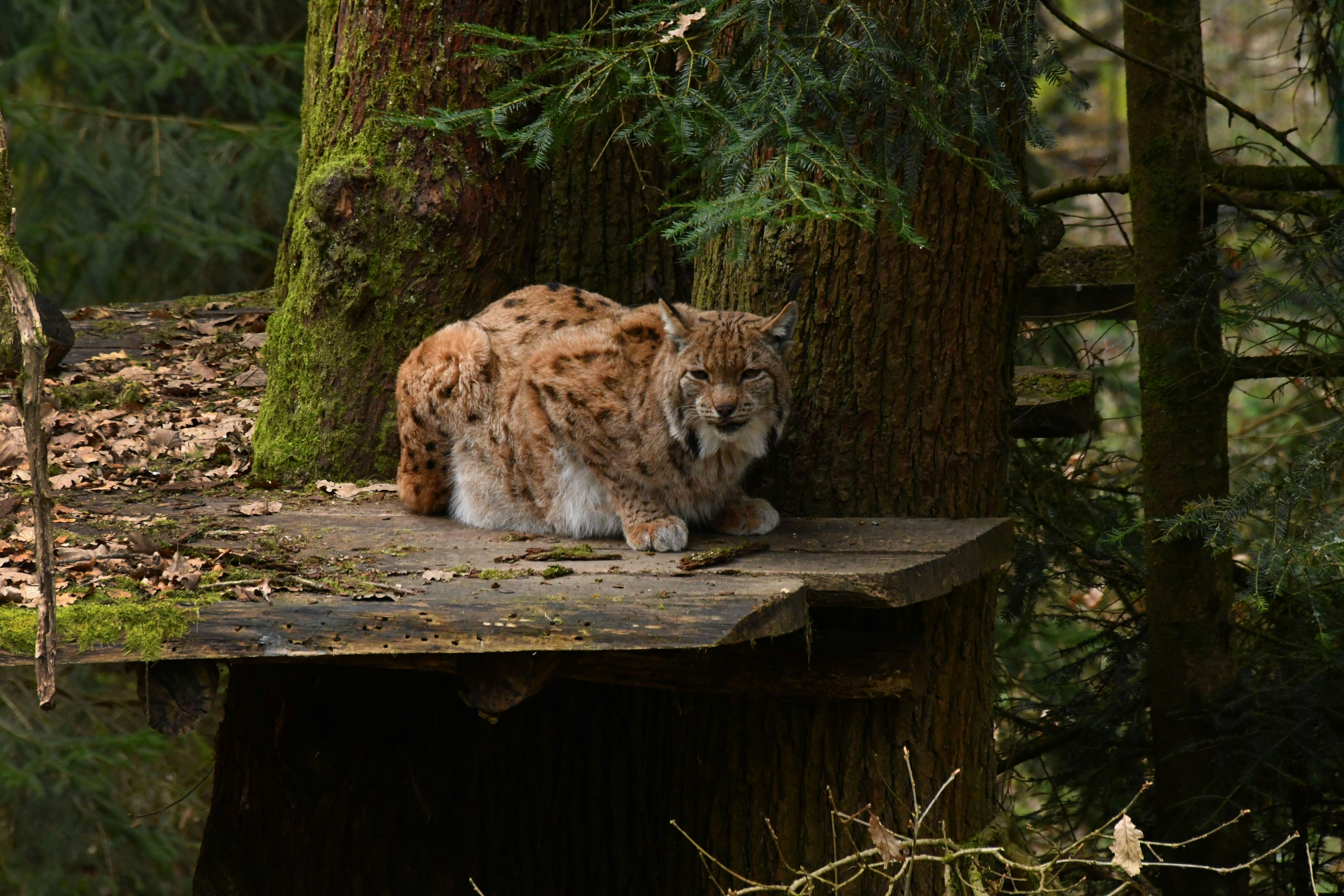 Lynx on a Mossy Lookout