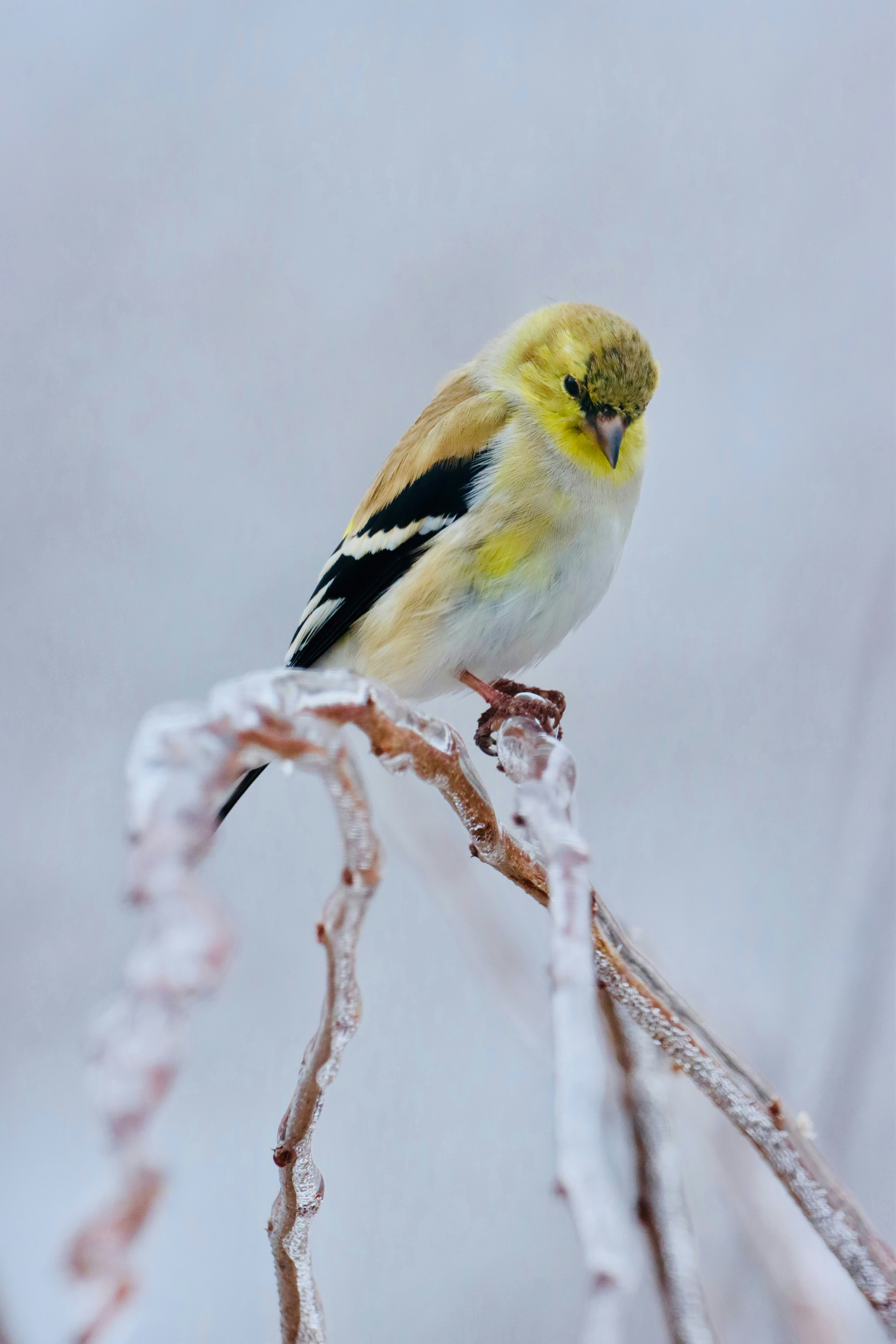 Yellow-breasted Finch Perched on Frosty Stem
