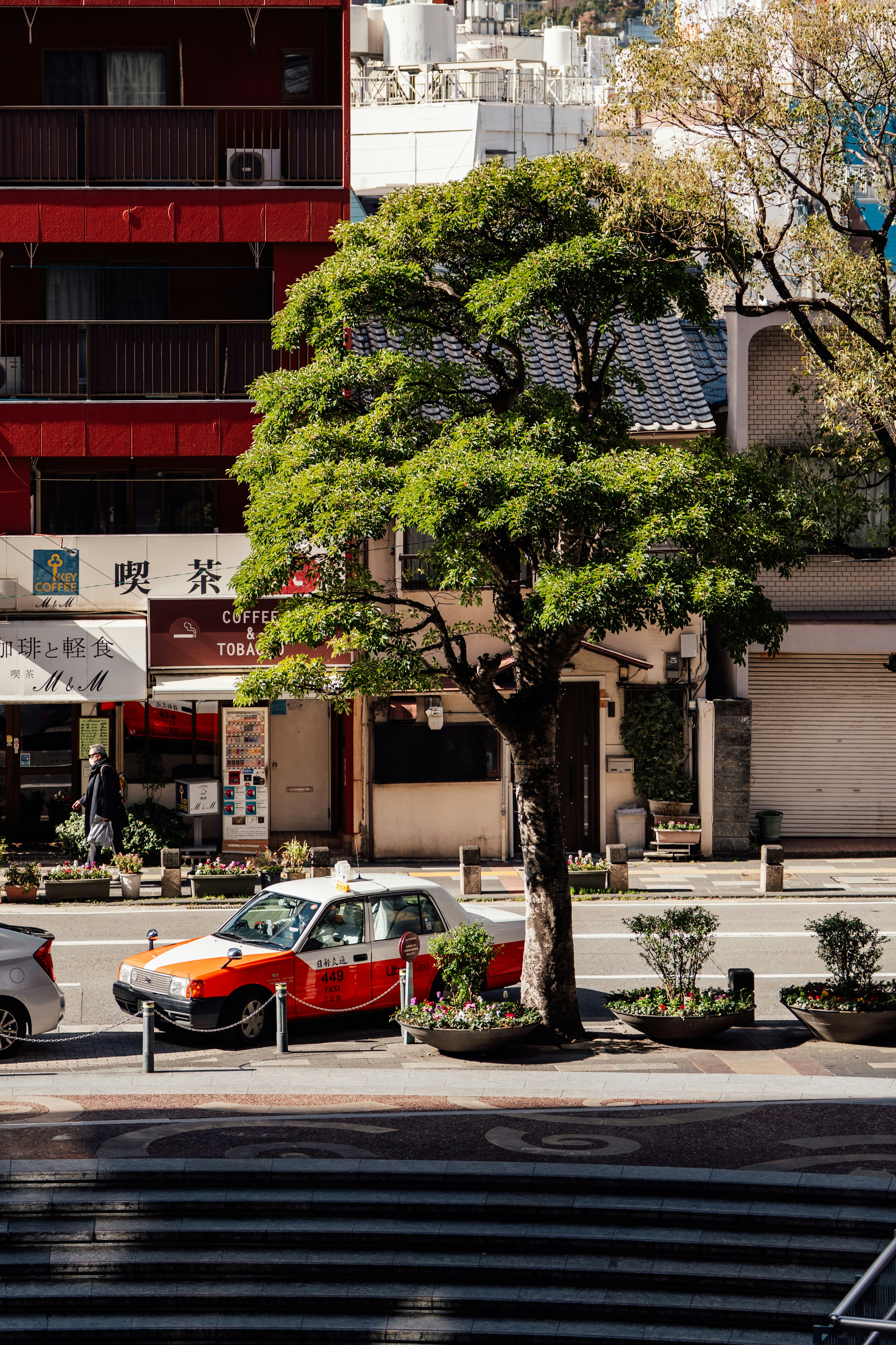 Urban canopy: A sunlit tree anchors a quiet street scene