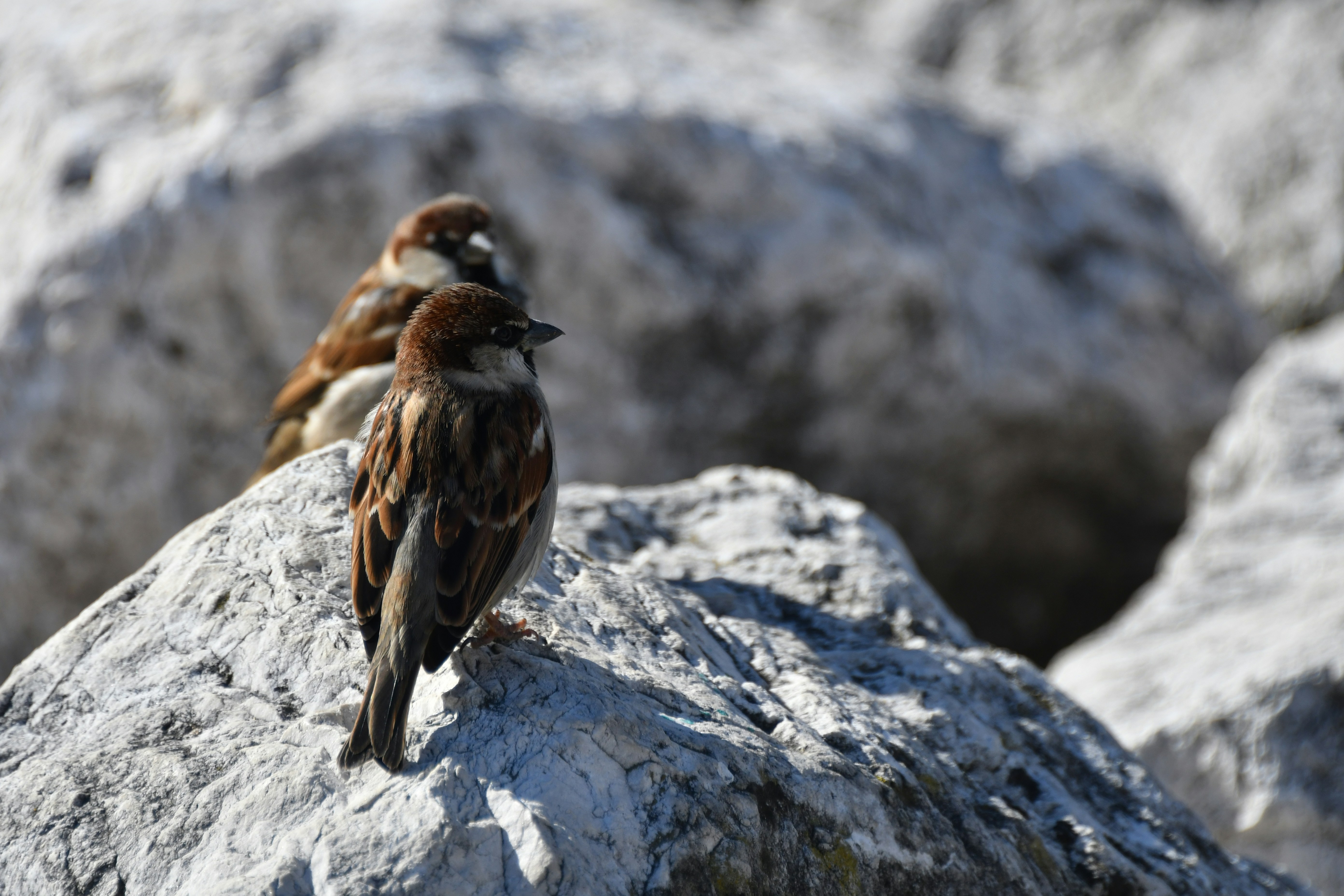 Rookery of Rock: Three Sparrows Amid Granite