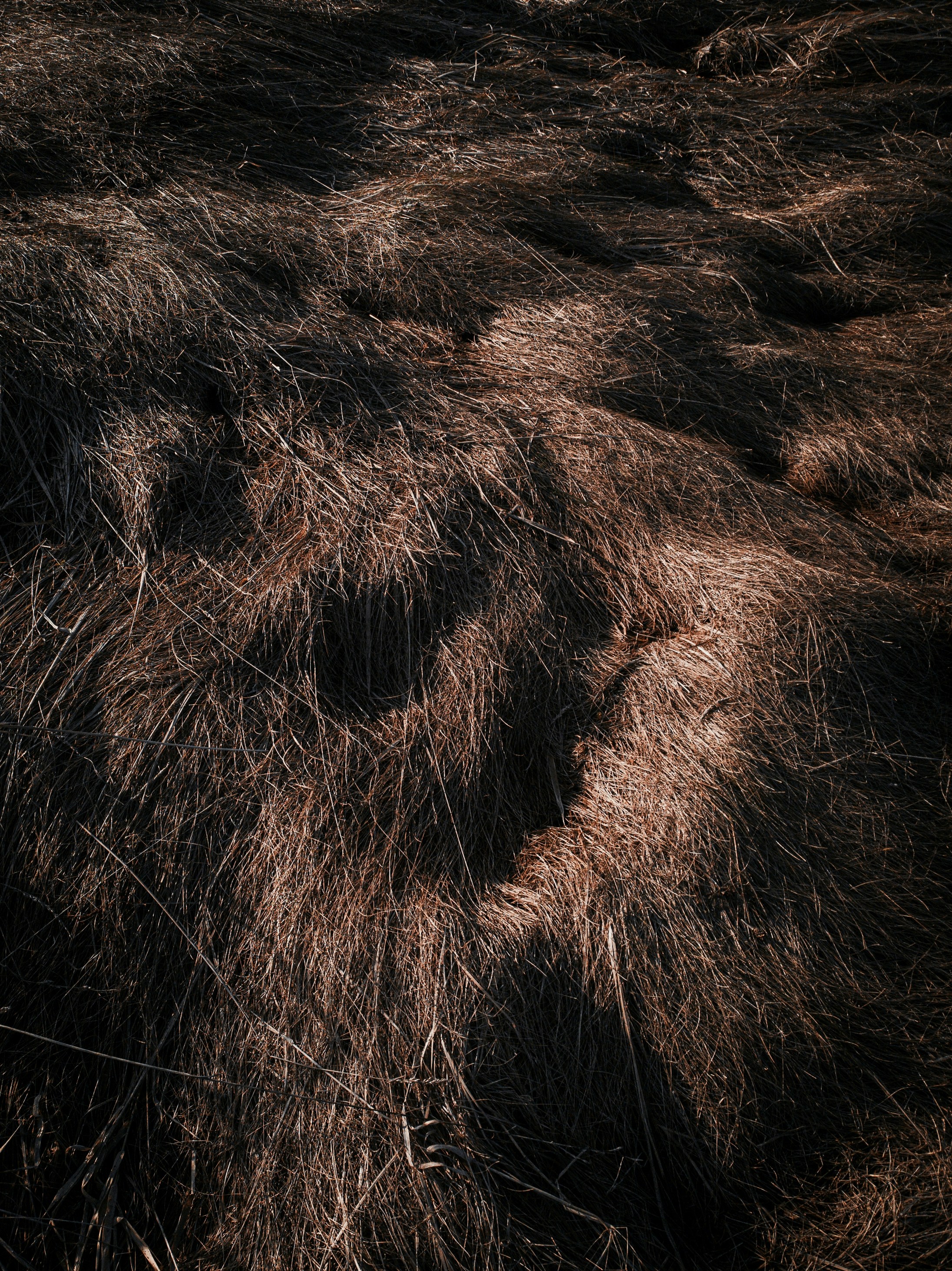 Windswept Amber Grasses: A Close Dance of Light and Texture