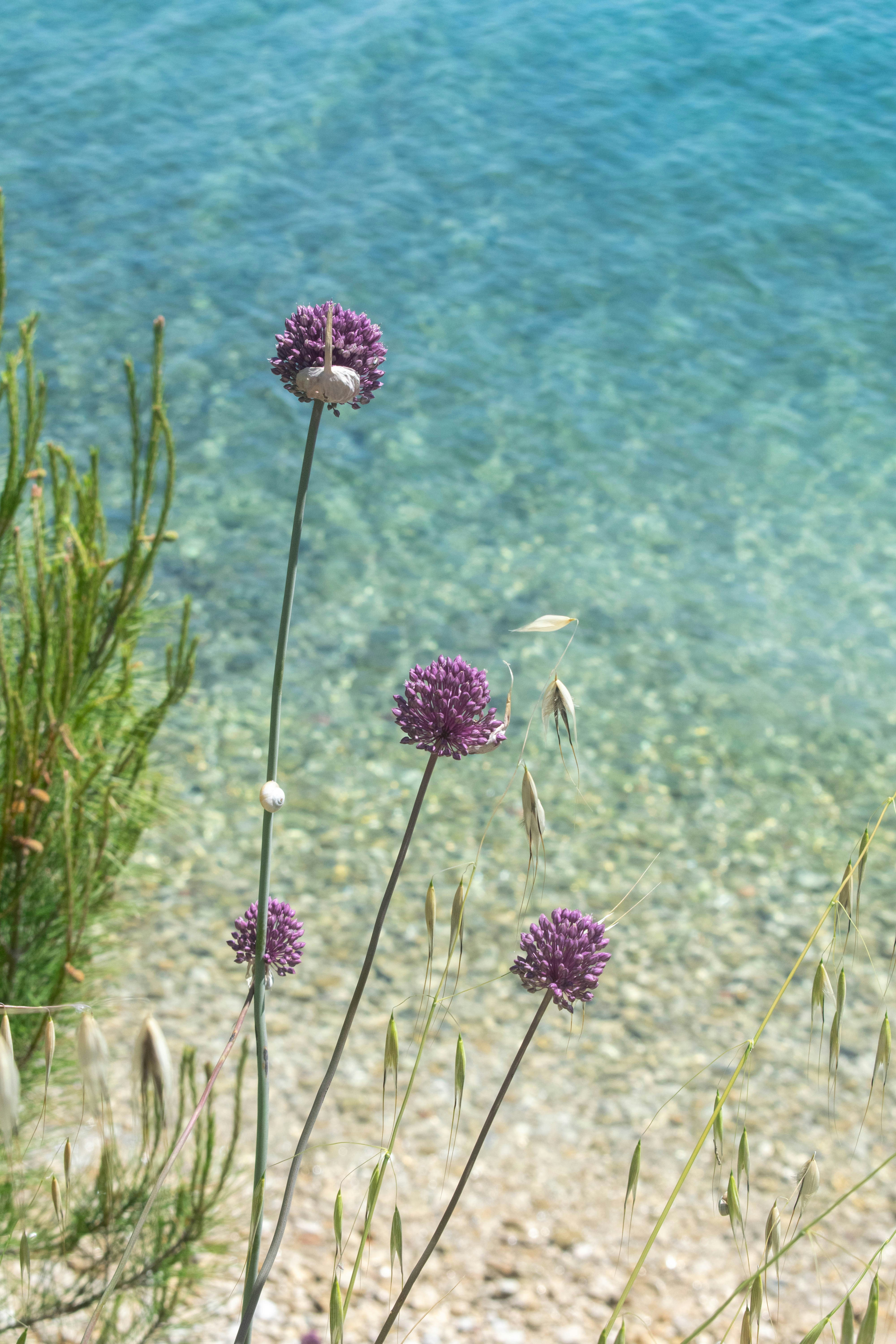Purple globe flowers by turquoise shoreline
