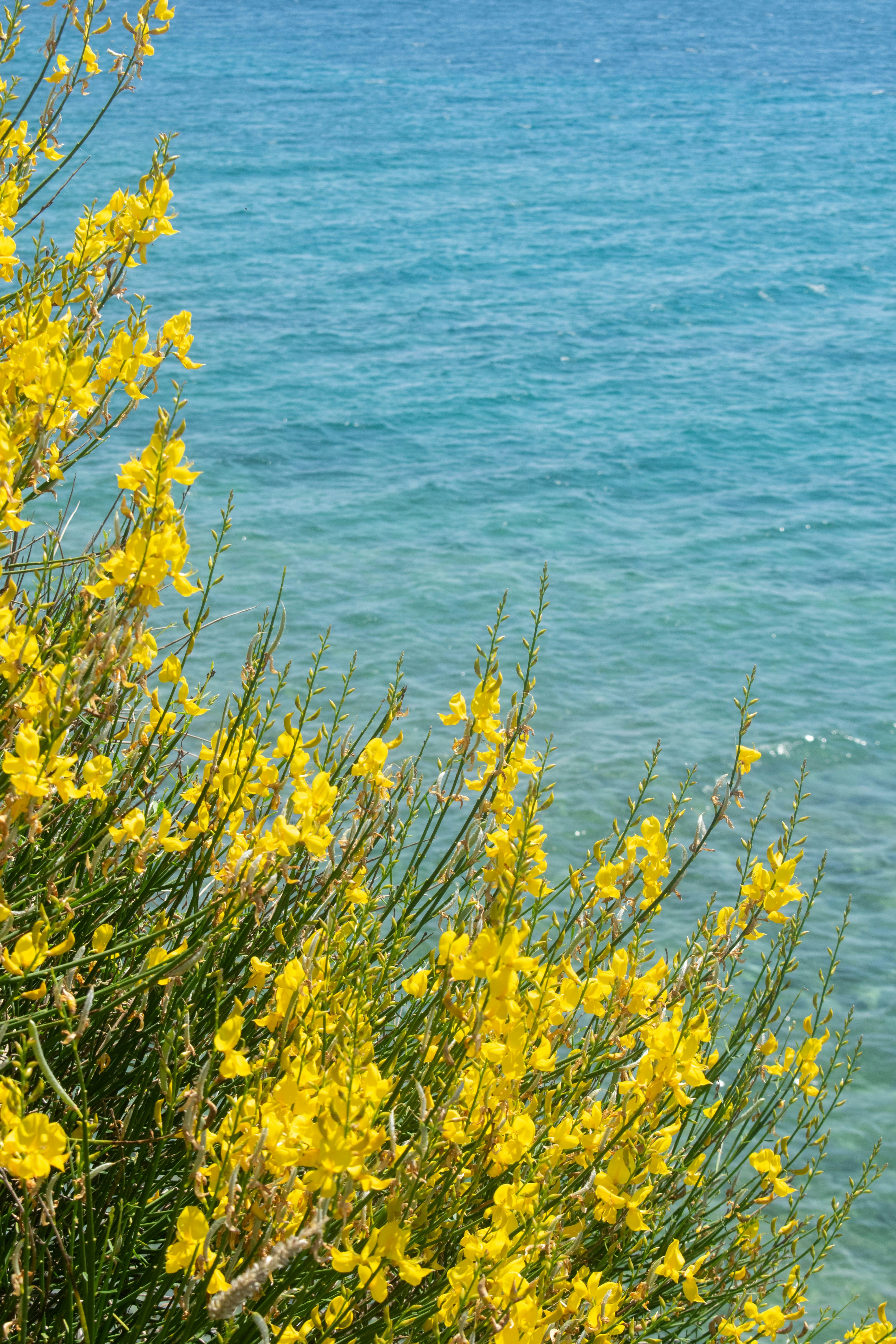Bright Yellow Coastal Bushes Framing turquoise Waters