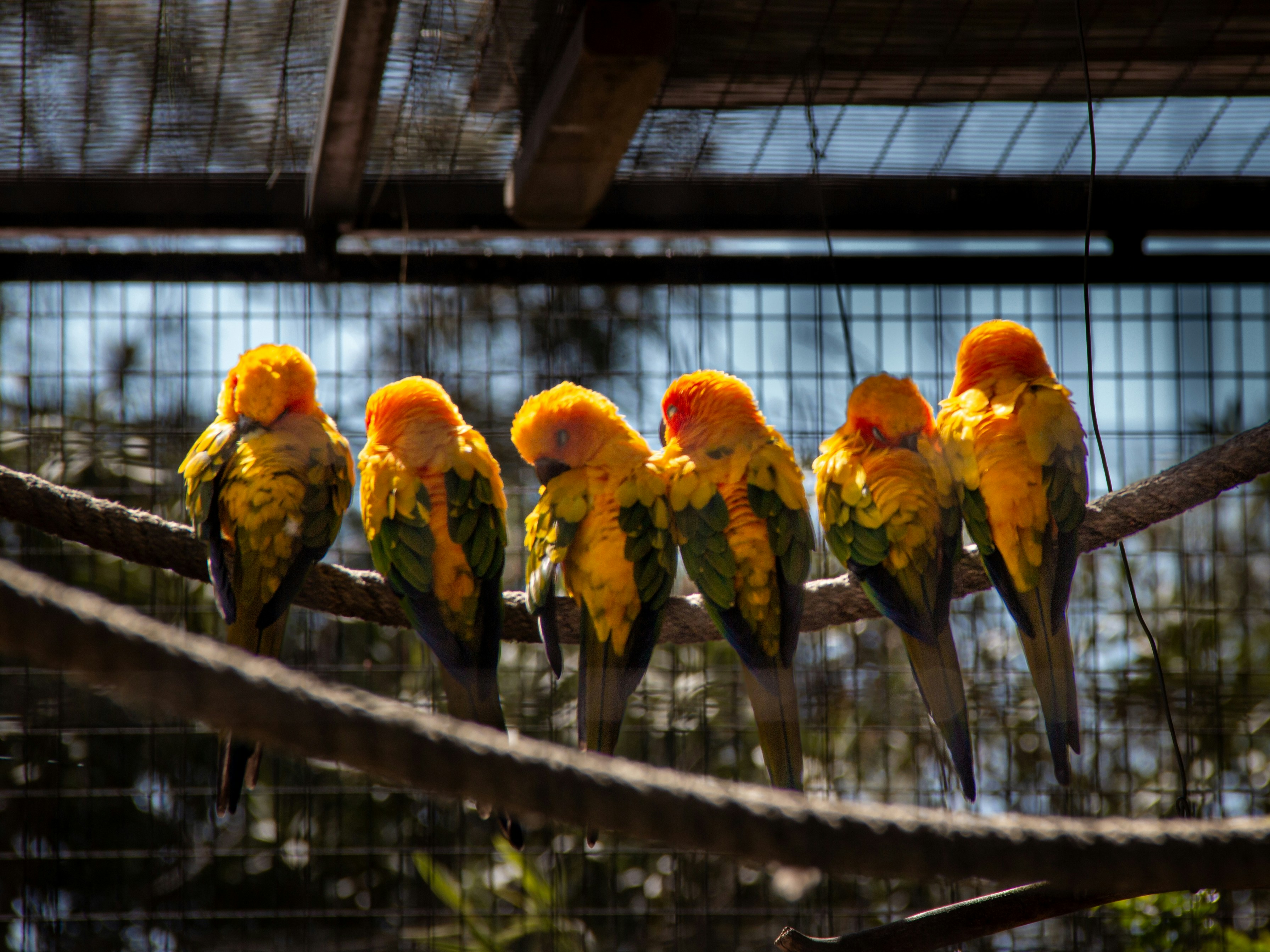 Row of Golden-Headed Lorikeets Resting on a Perched Branch
