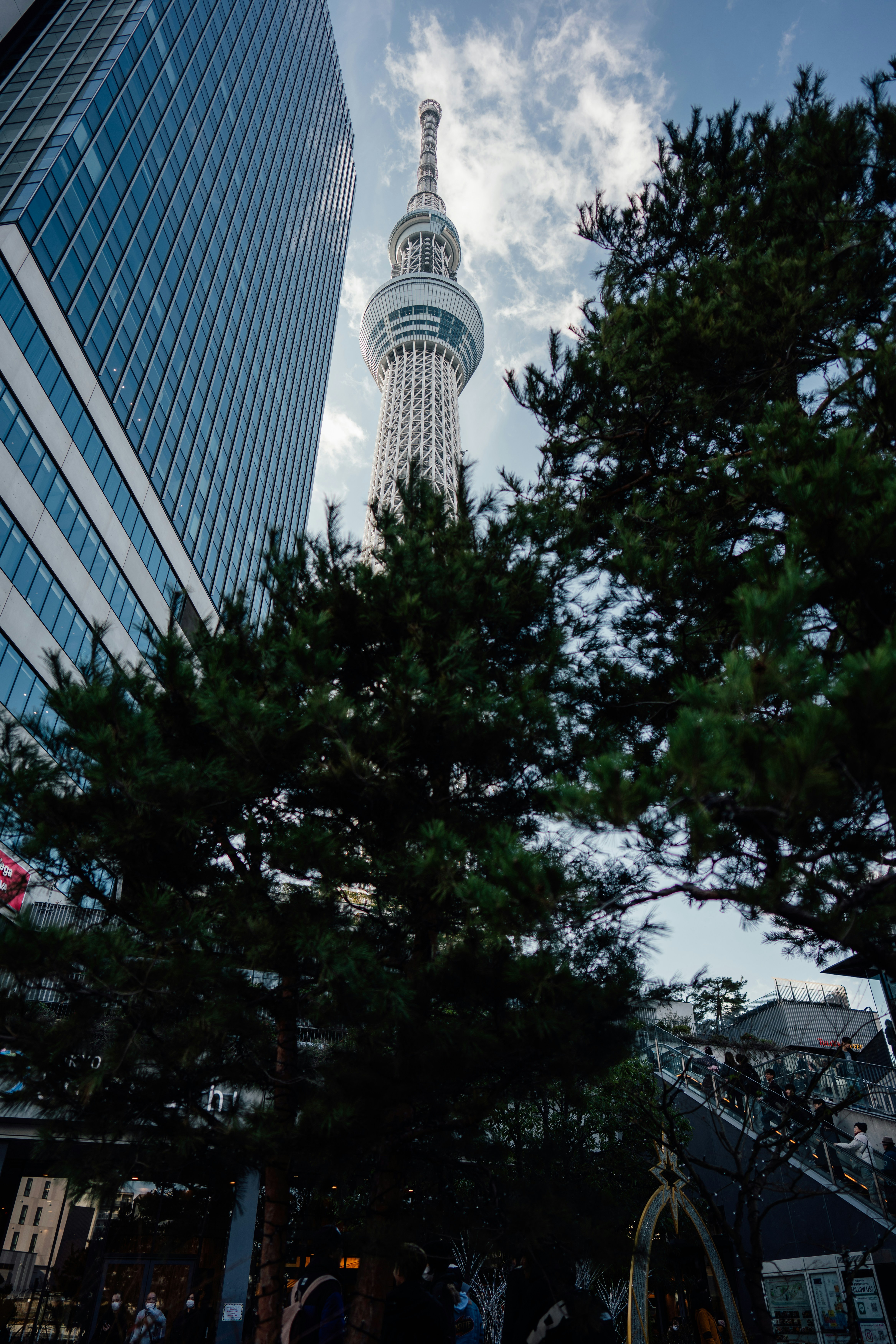 Tokyo Tower Emerges Above City Pines