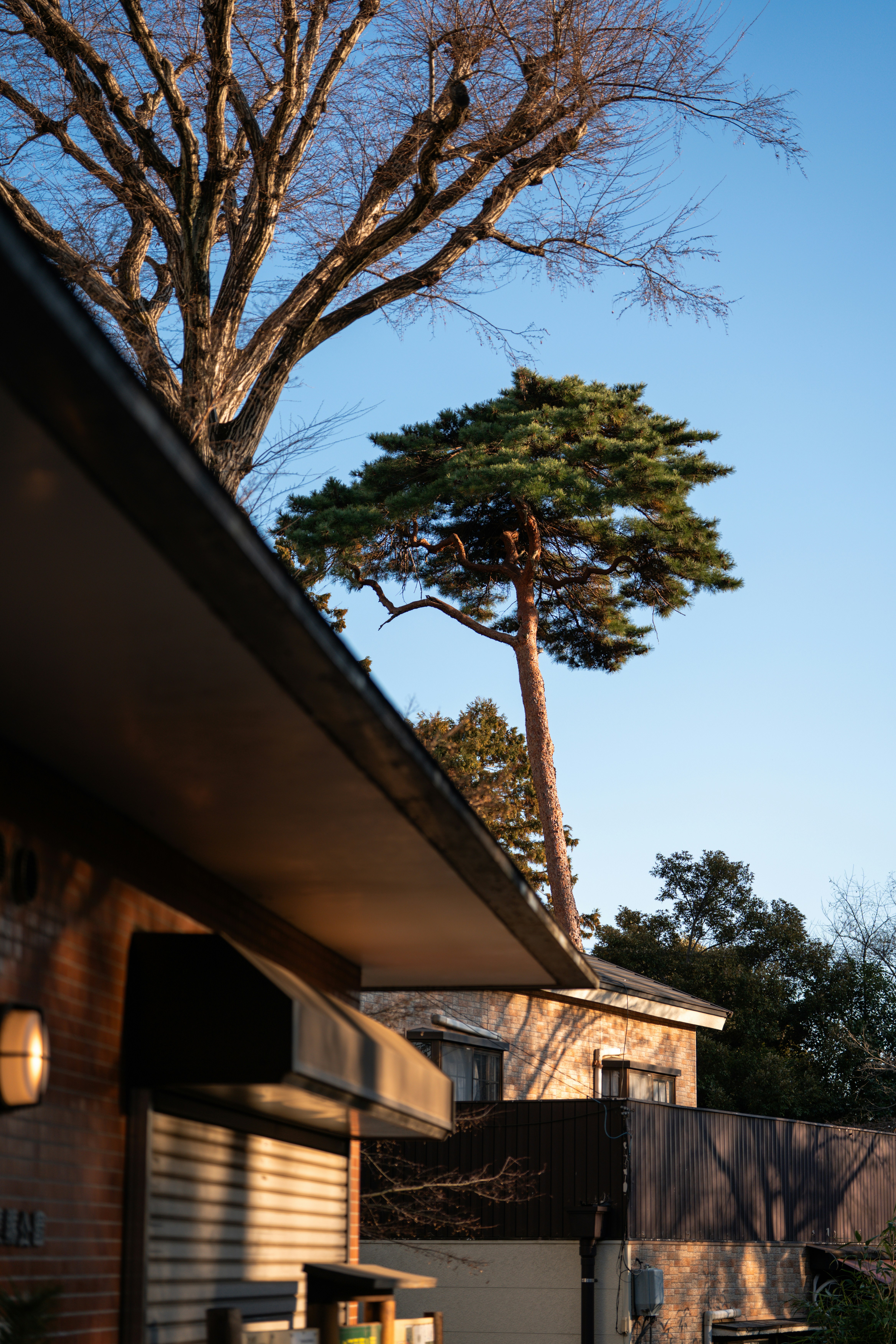 Evening Light Over a Quiet Suburban Roofline