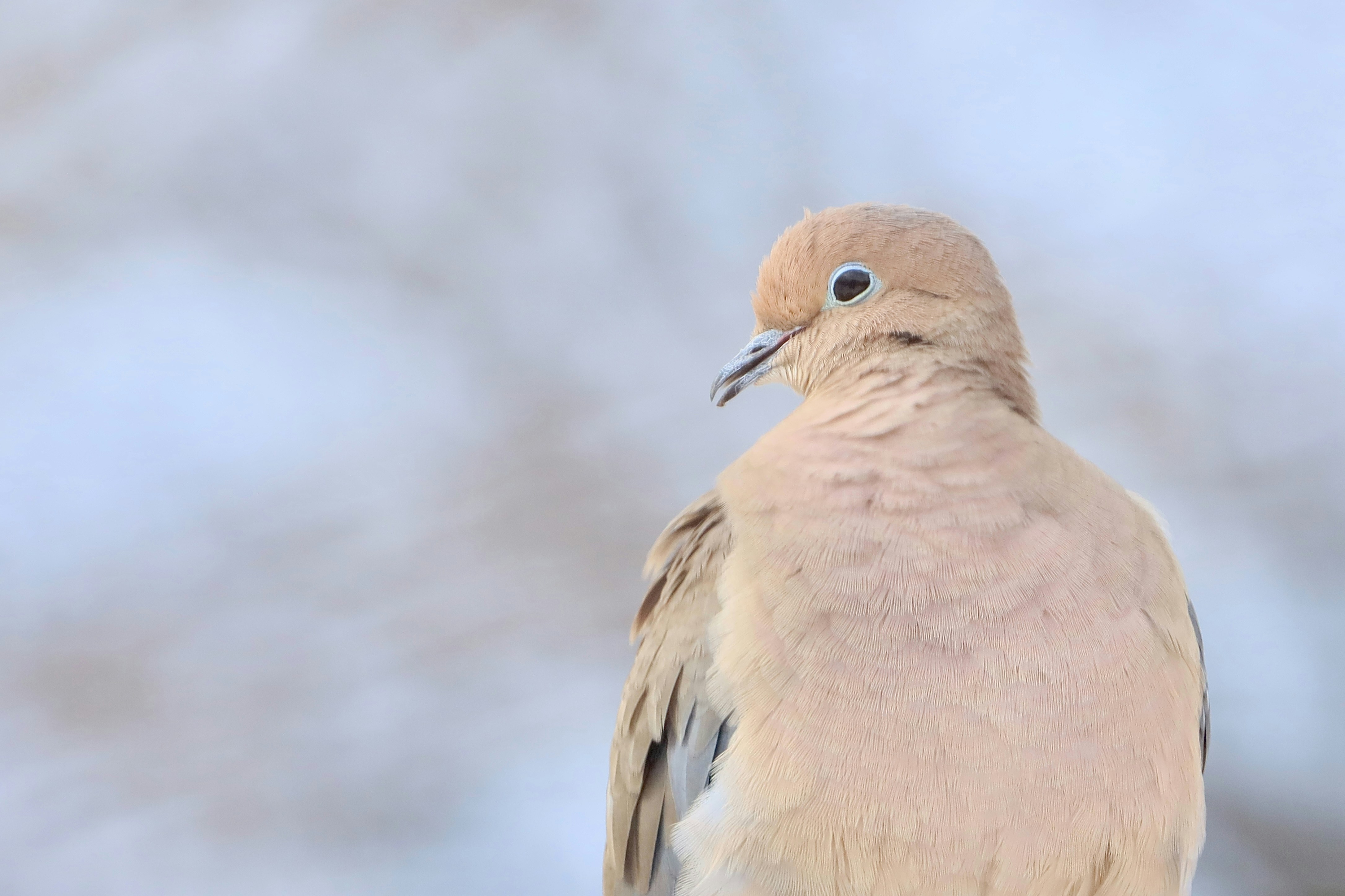 Pearl-Toned Dove: An Intimate Portrait with Soft Winter Backdrop