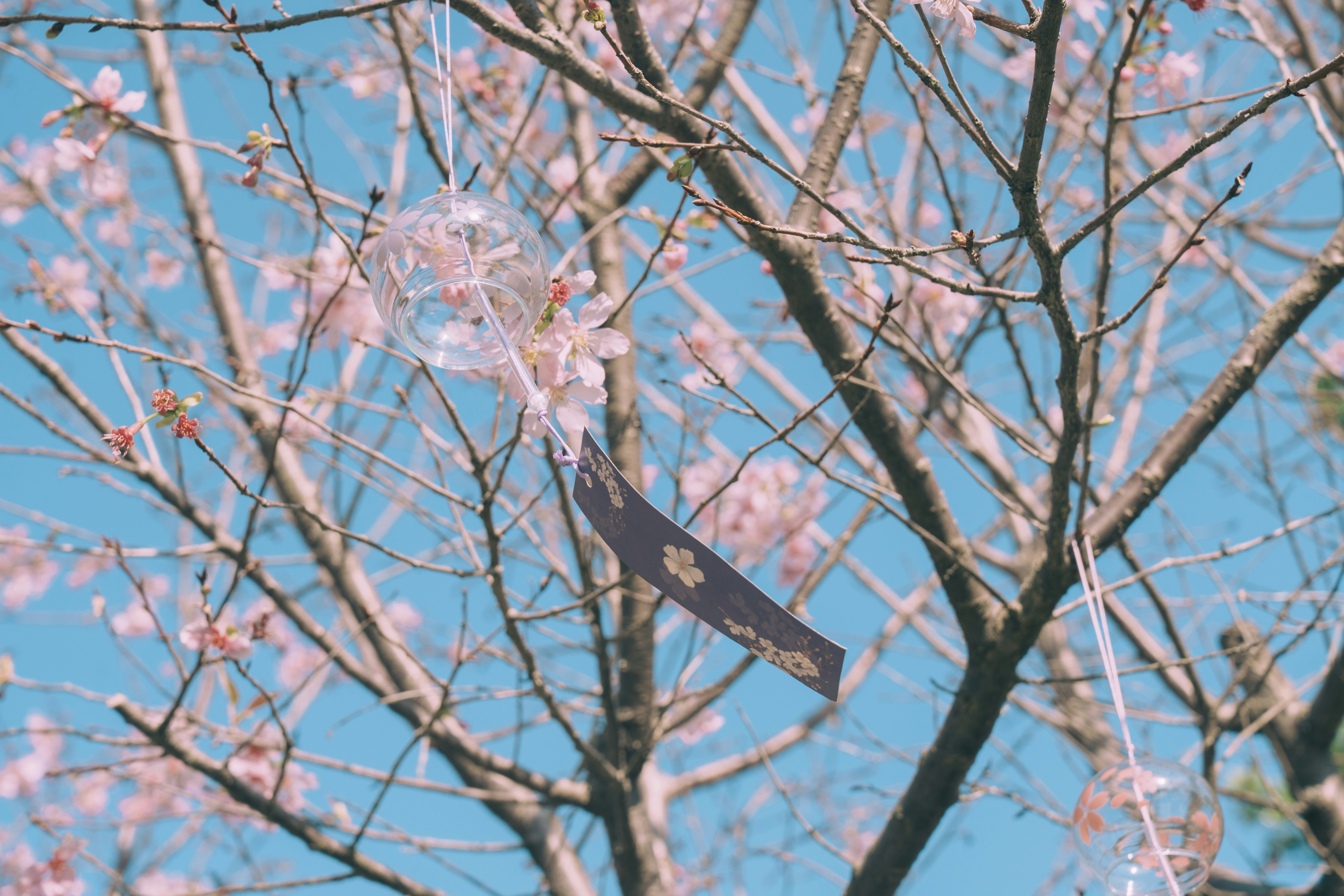 Kite of Wishes Tangling Among Blooming Branches