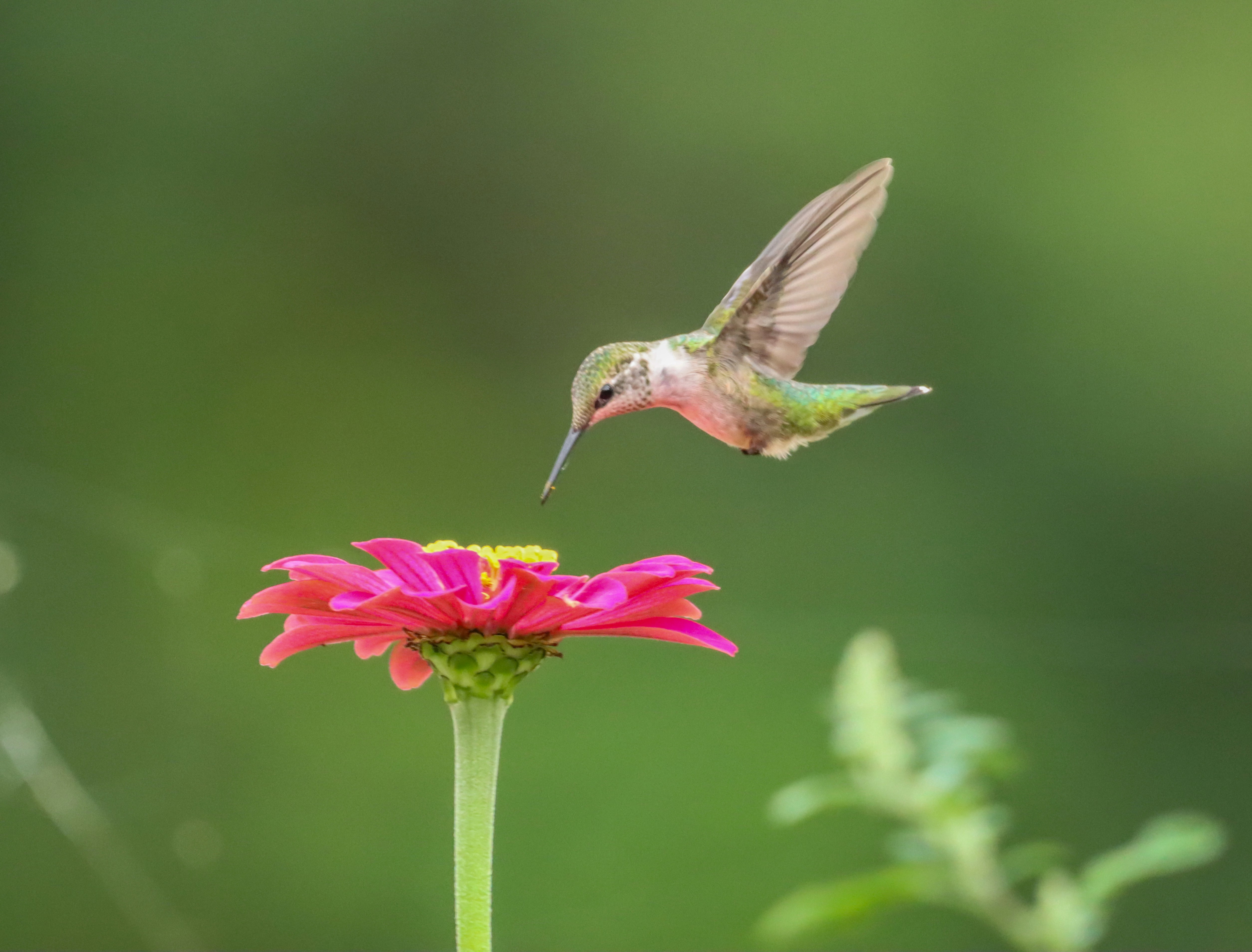 Hummingbird in a Quick Pause over a Pink Bloom