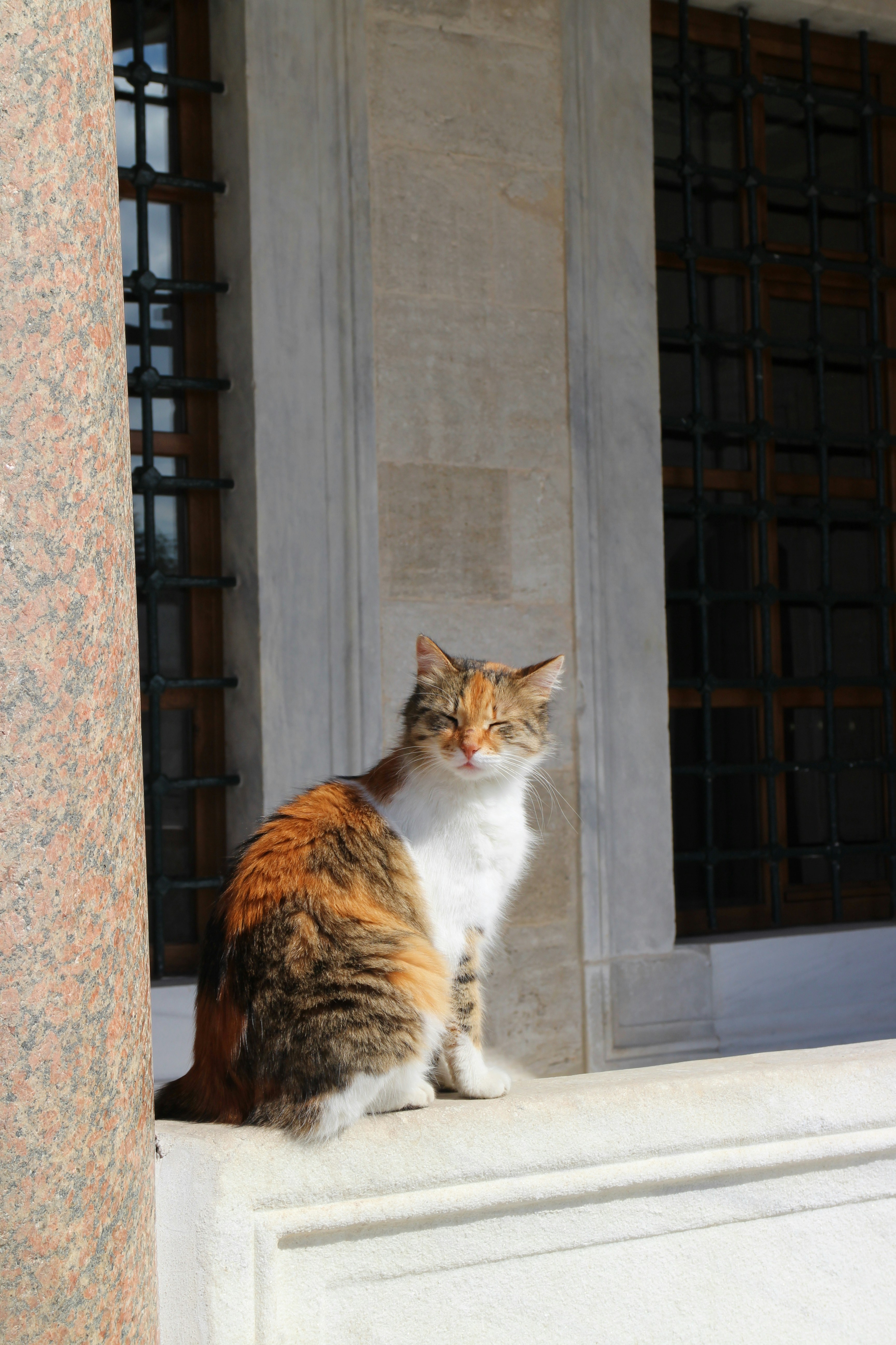 Calico cat sits on a sunlit stone window ledge beside a textured column and barred window.
