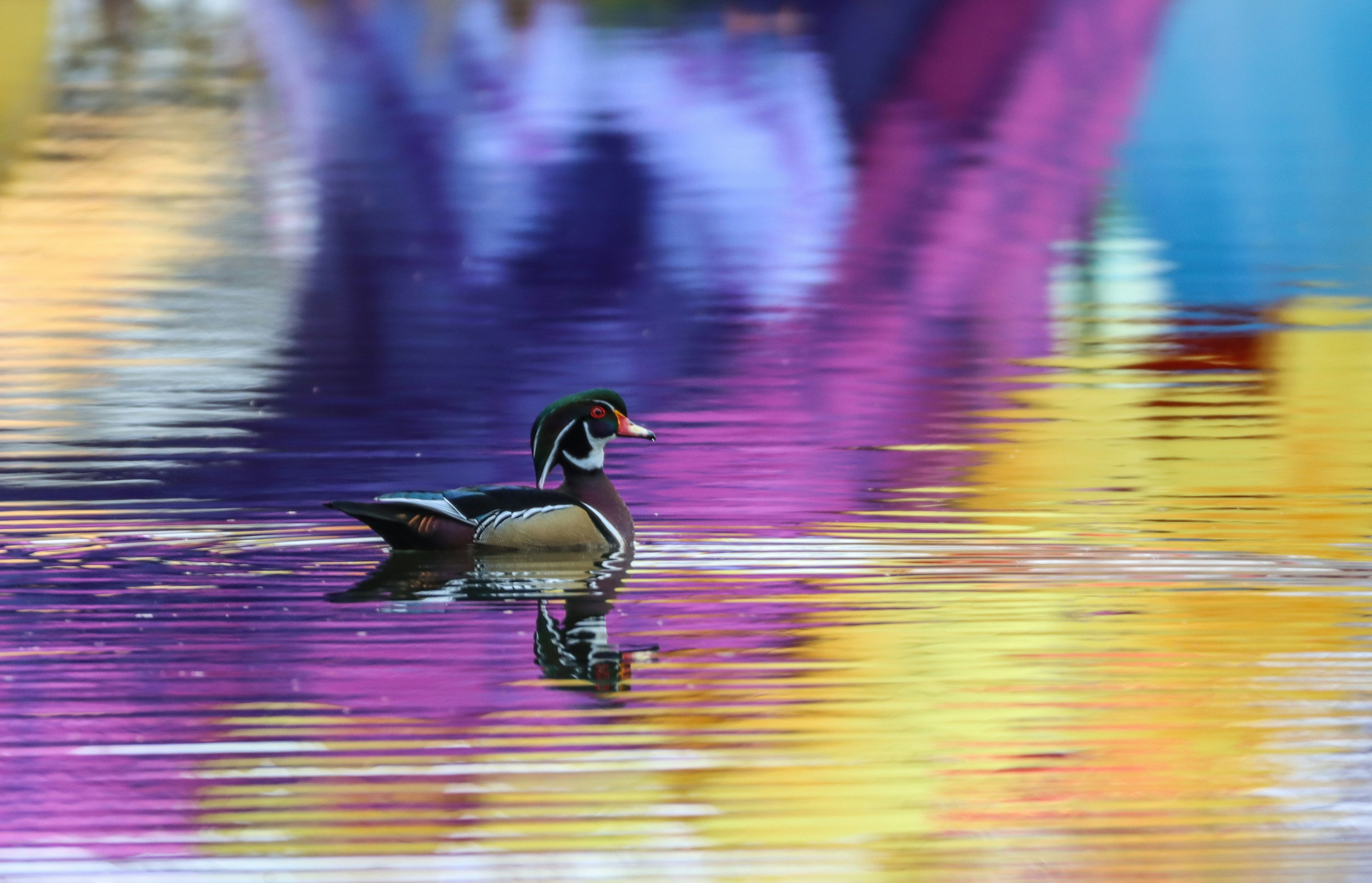 A Lone Mandarin Duck Adrift Among Neon Reflections