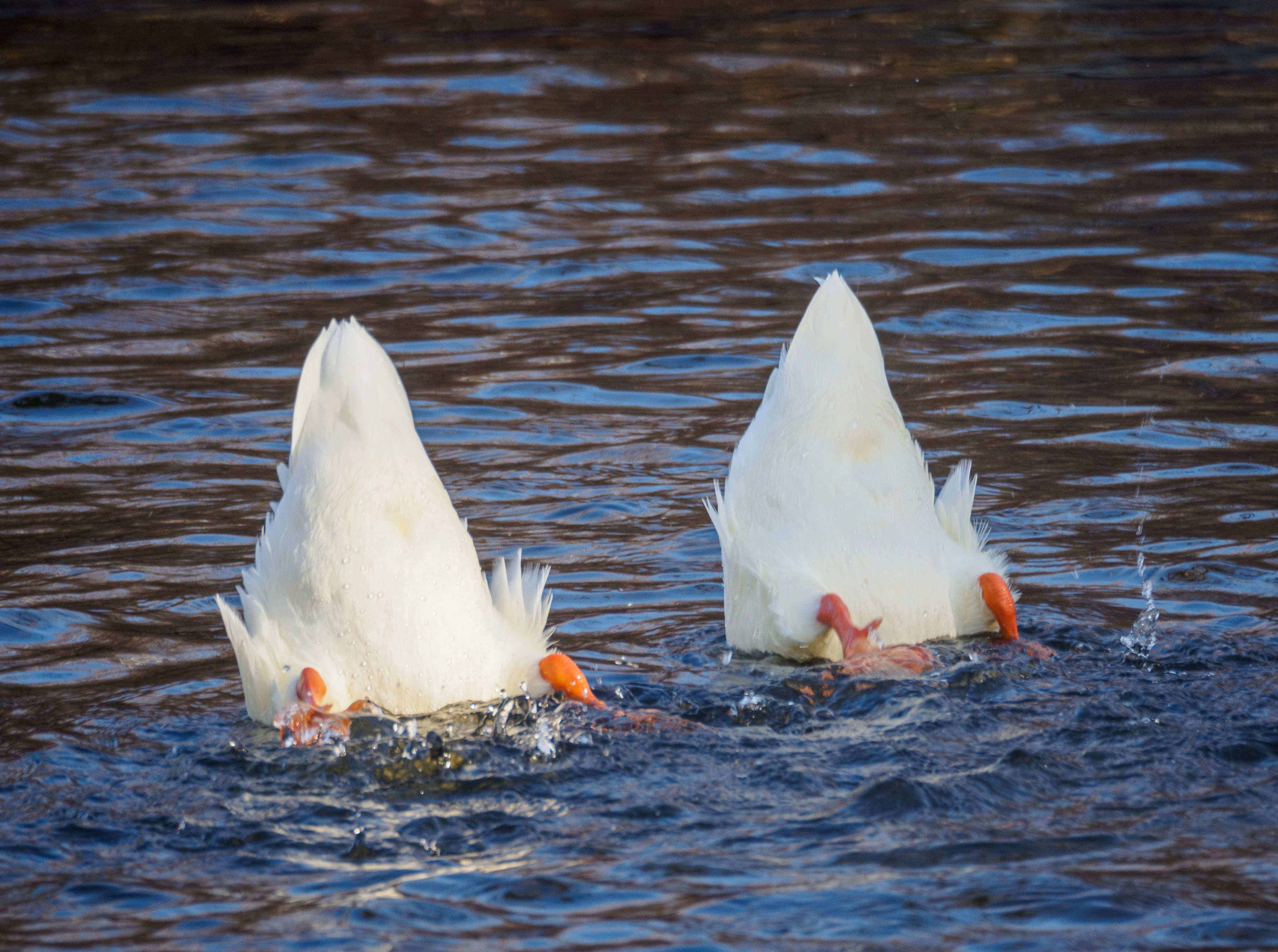 Two White Ducks Dive Nose-First into Choppy Blue Water