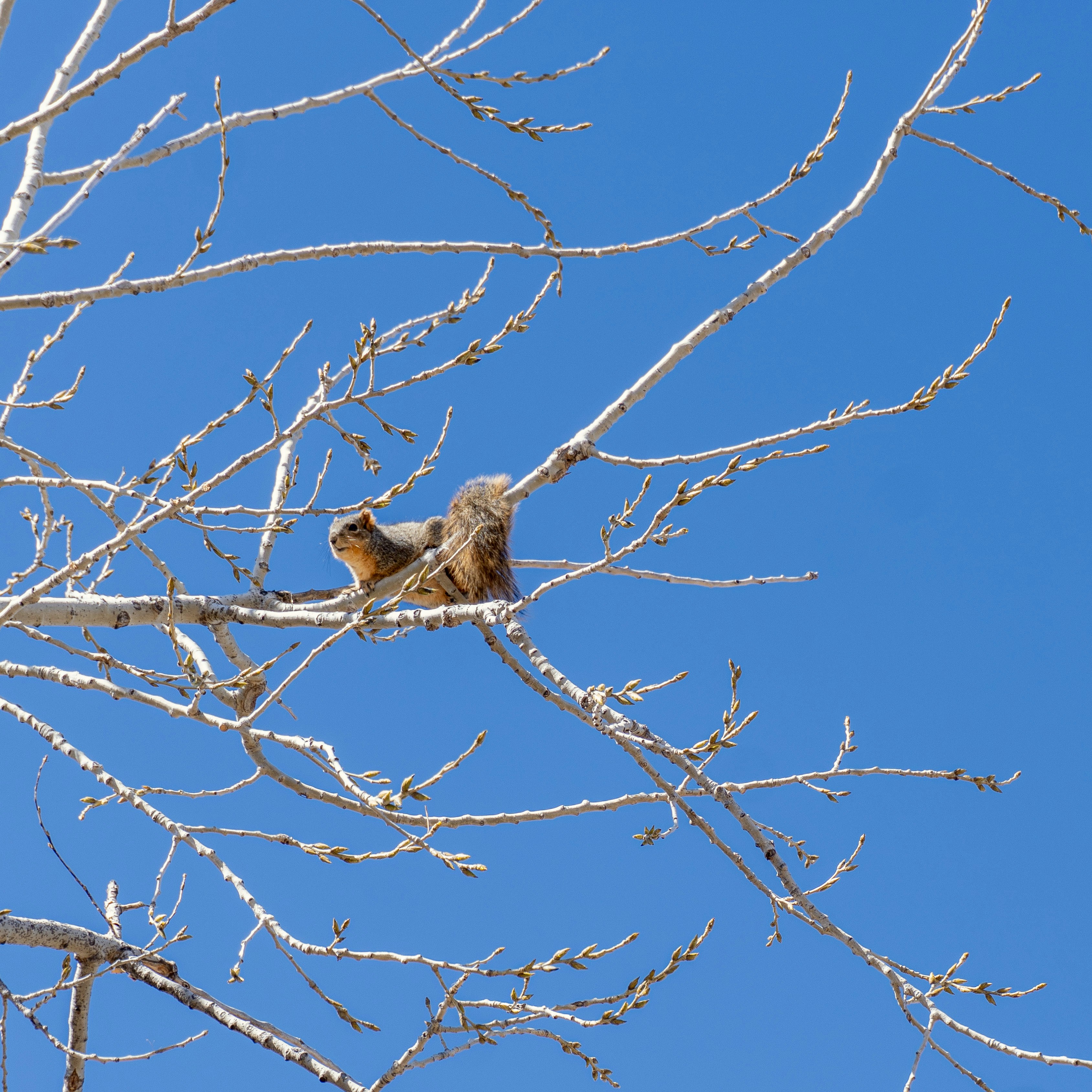 Sparrow in Winter Lacing the Sky