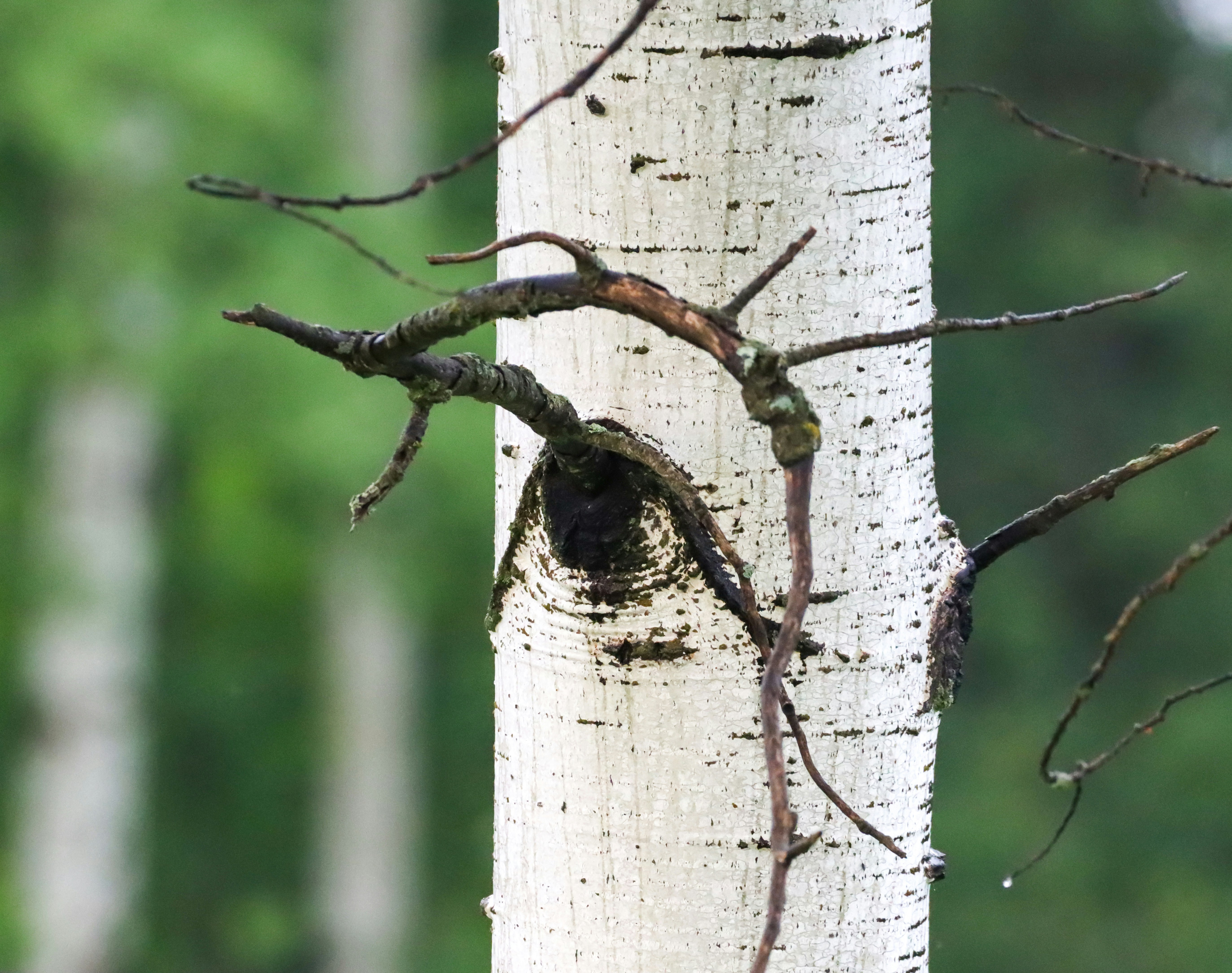 Birch Trunk and Wound: a Quiet Forest Portrait