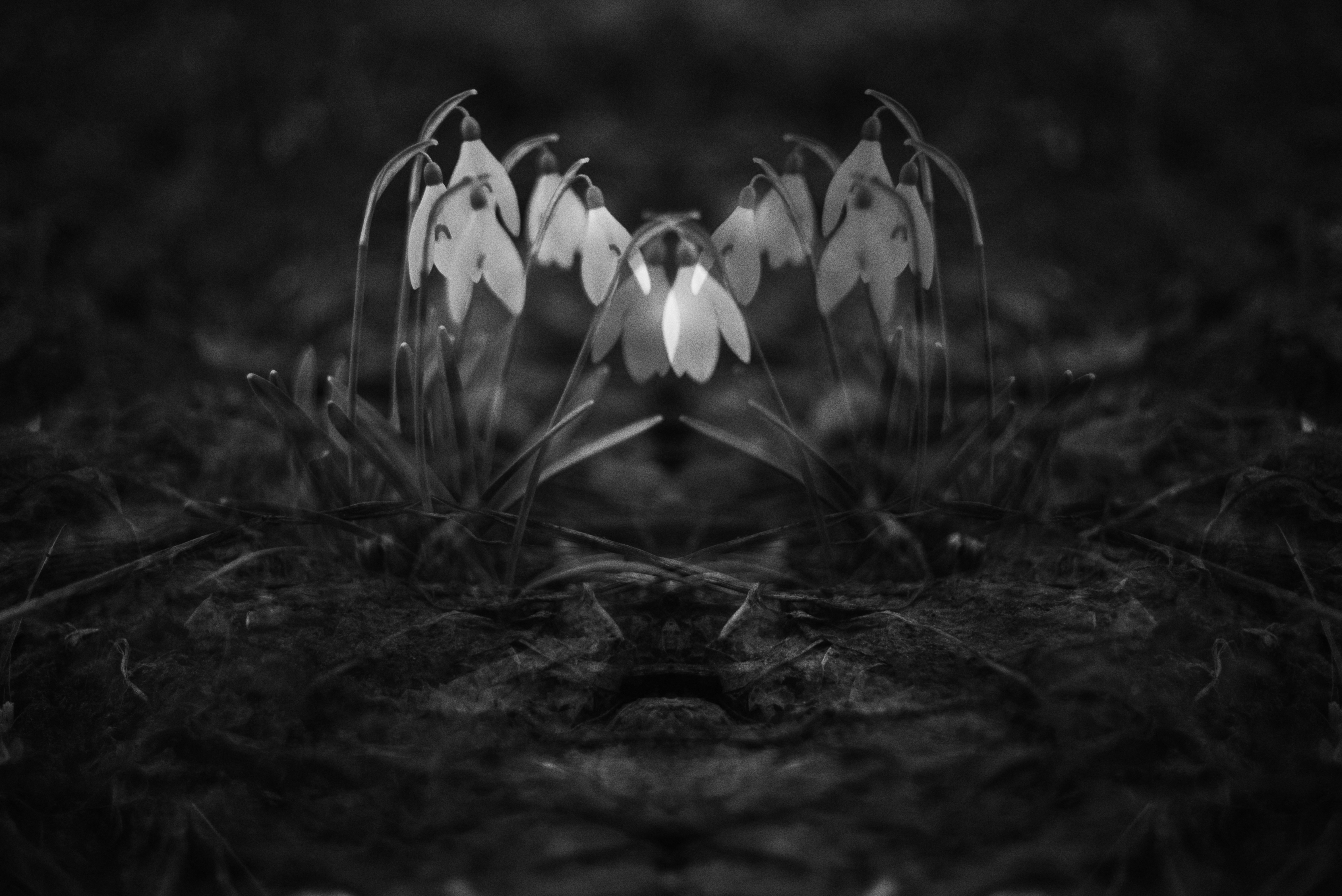 Low-Light Petals: A Pale Bloom Emerges from the Ground Veil