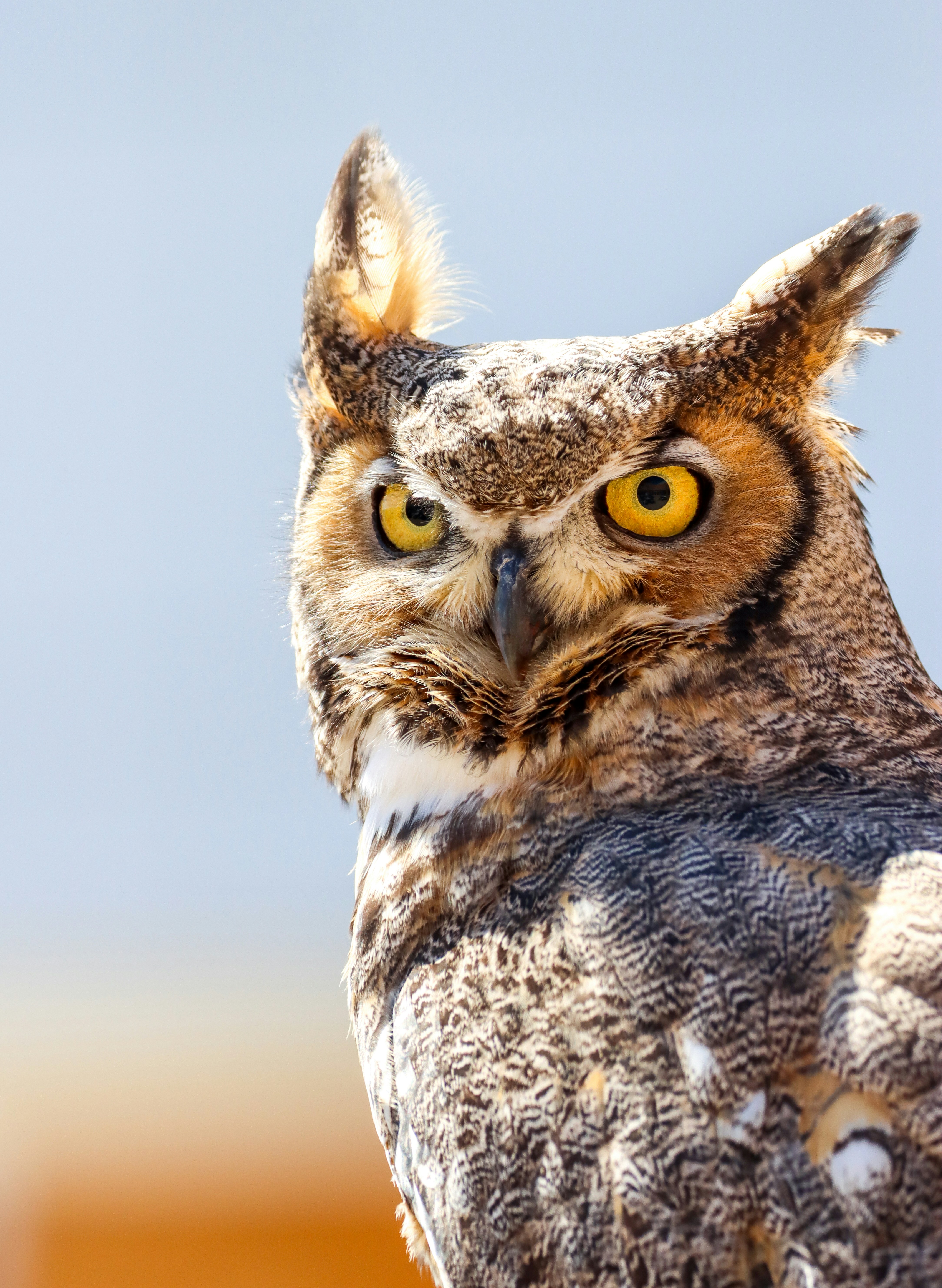 Hawk-Eyed Gaze: The Watcher at the Edge of Light