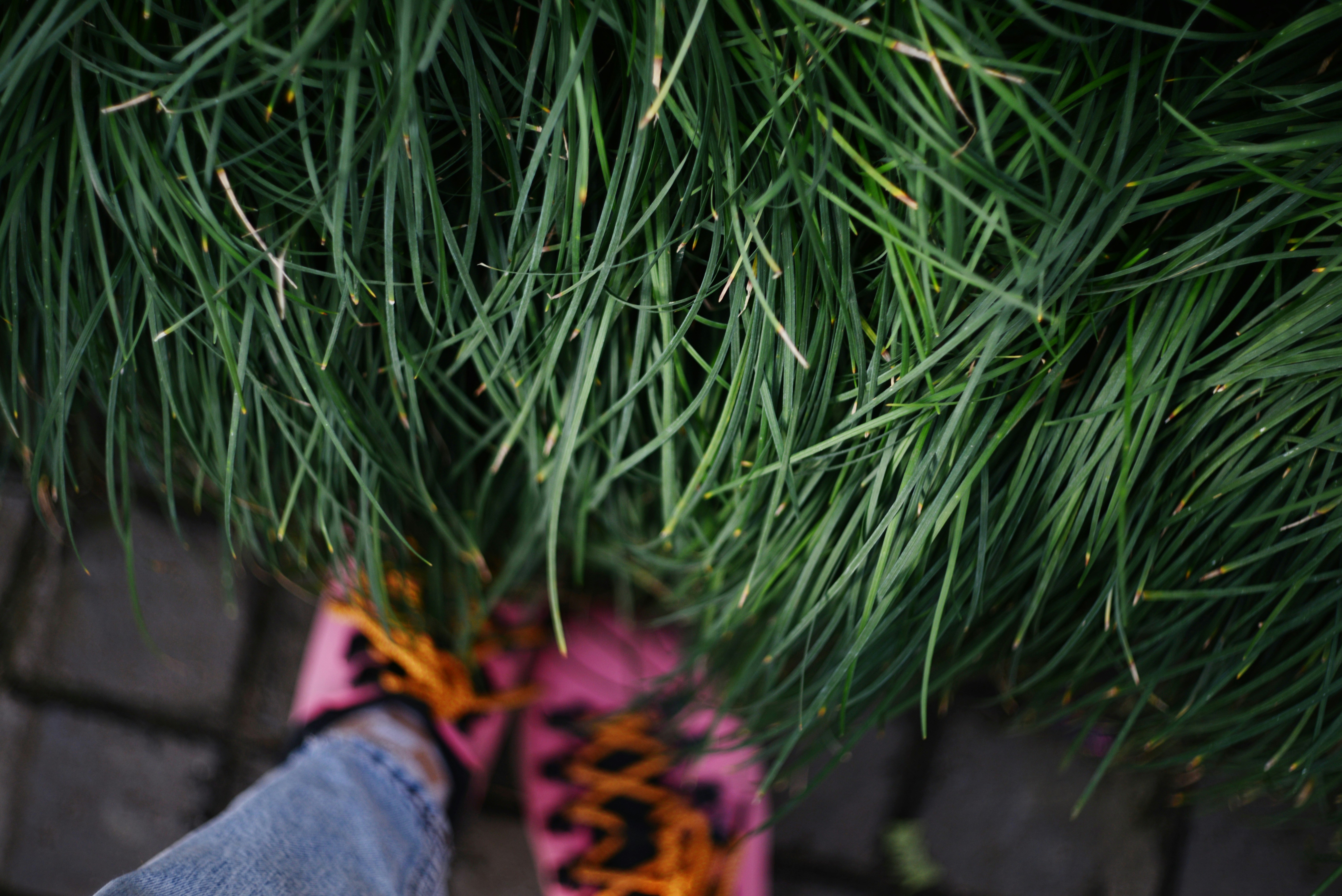 Pink shoes with black pattern near green grass.