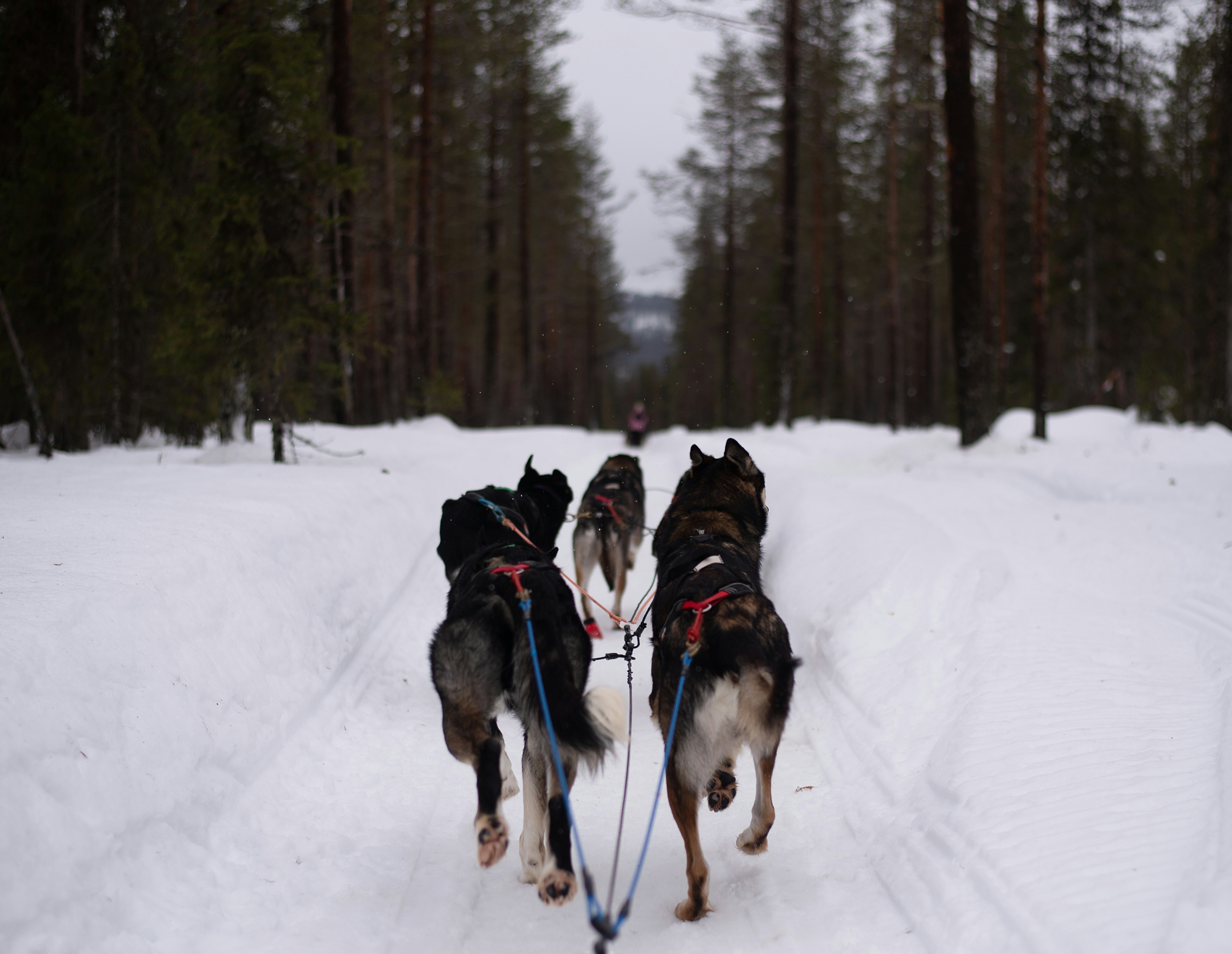 Three Muscled Mirth Makers: A Snowy Hound Team in Flight