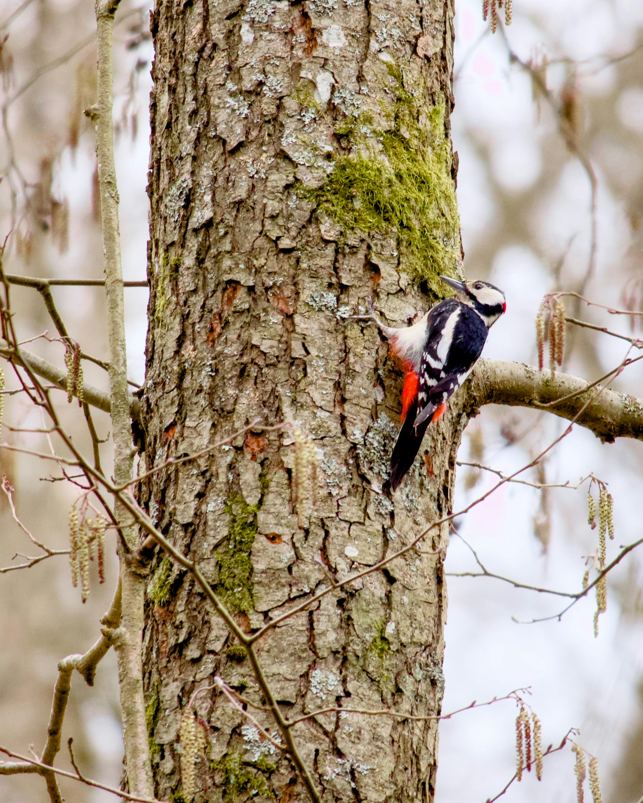 Striking woodpecker on a mossy trunk in a pale forest