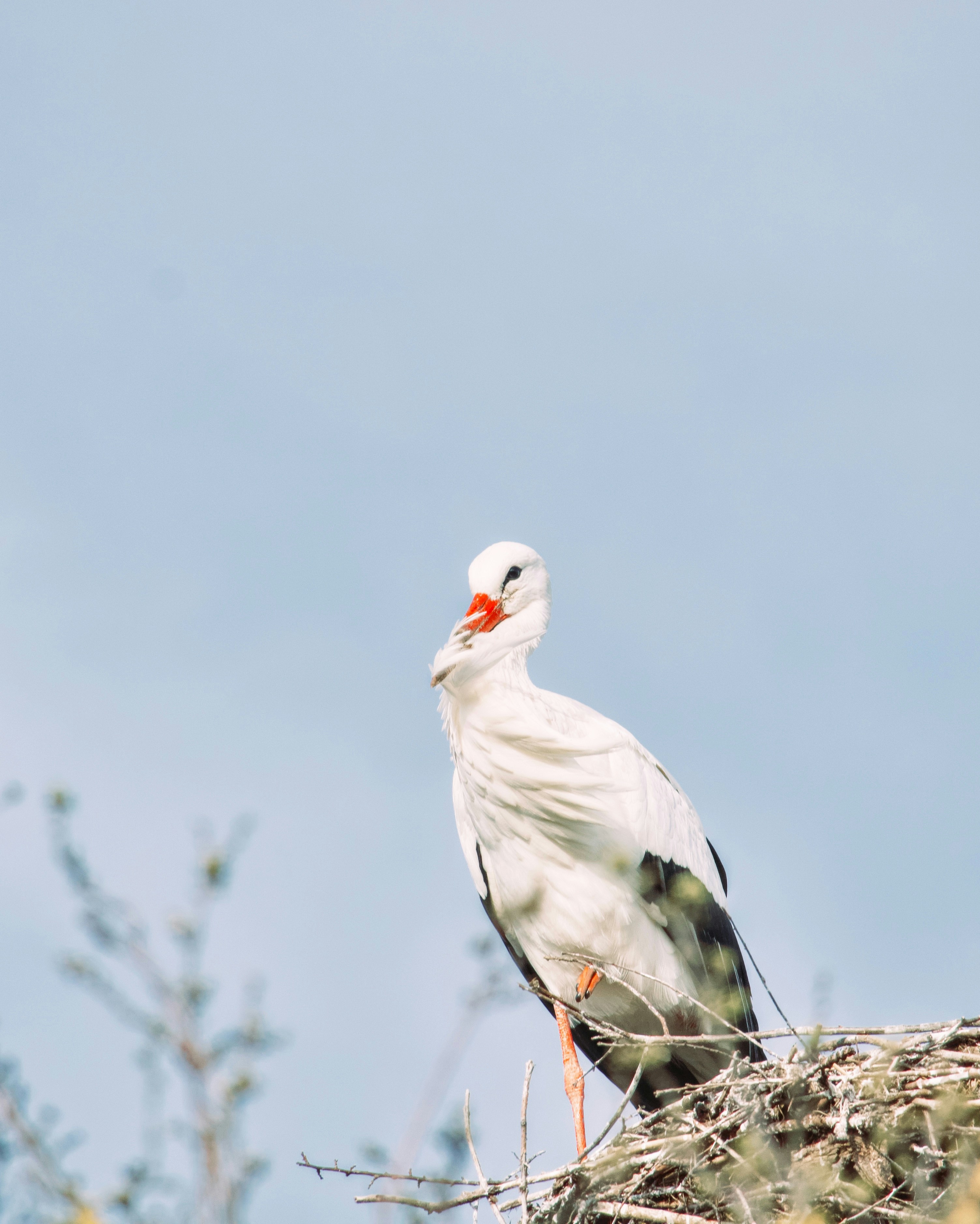 Stately Egret-on-a-Branch Under Open Sky