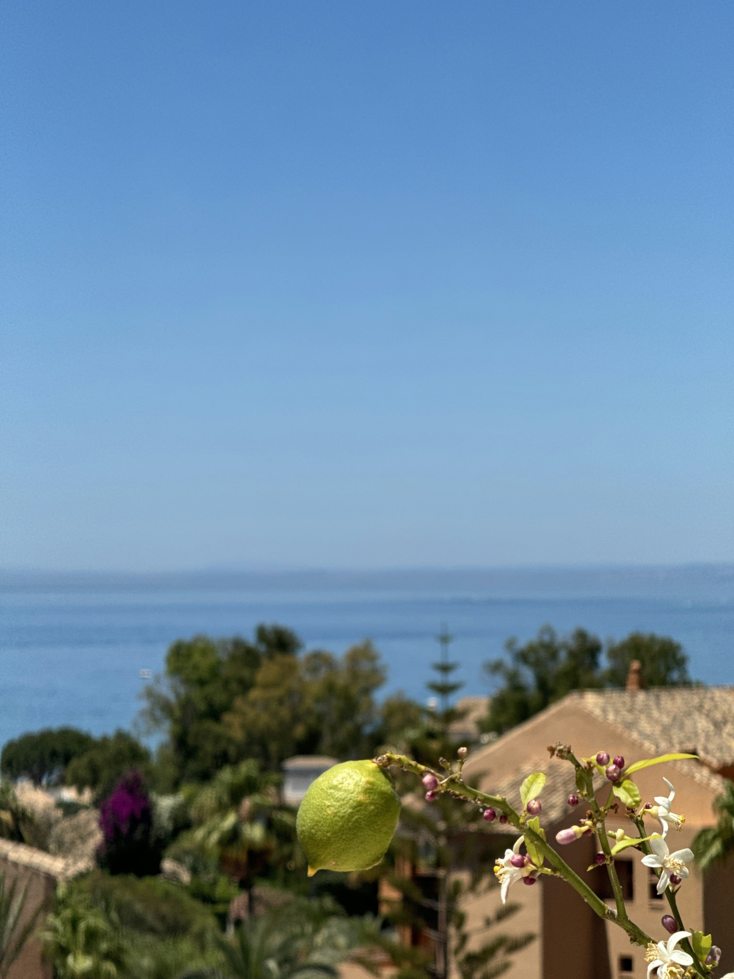 Lemon Bloom on a Sunlit Terrace with Sea Backdrop