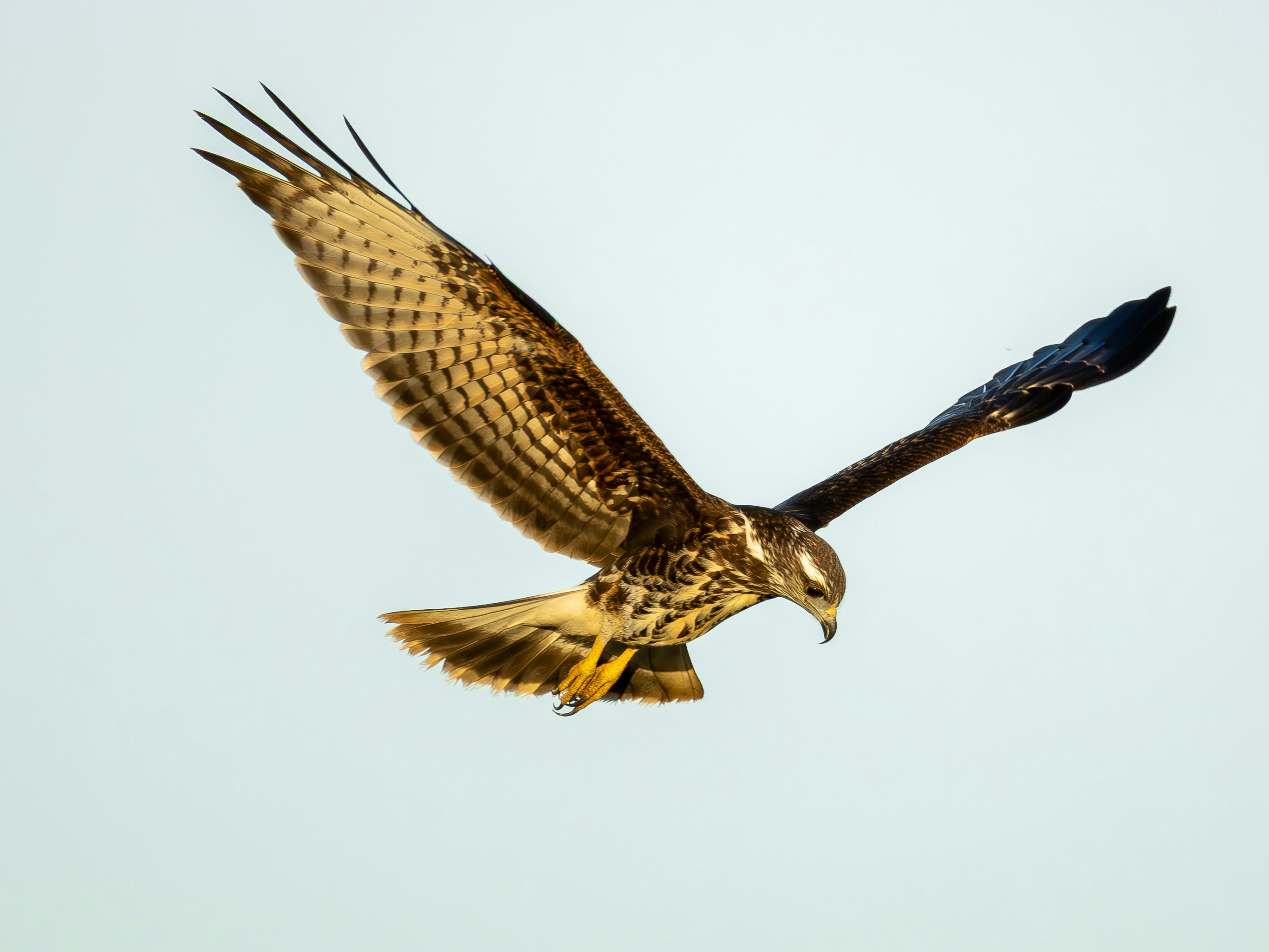 Raptor in Flight: Focused Encounter with a Soaring Hawk