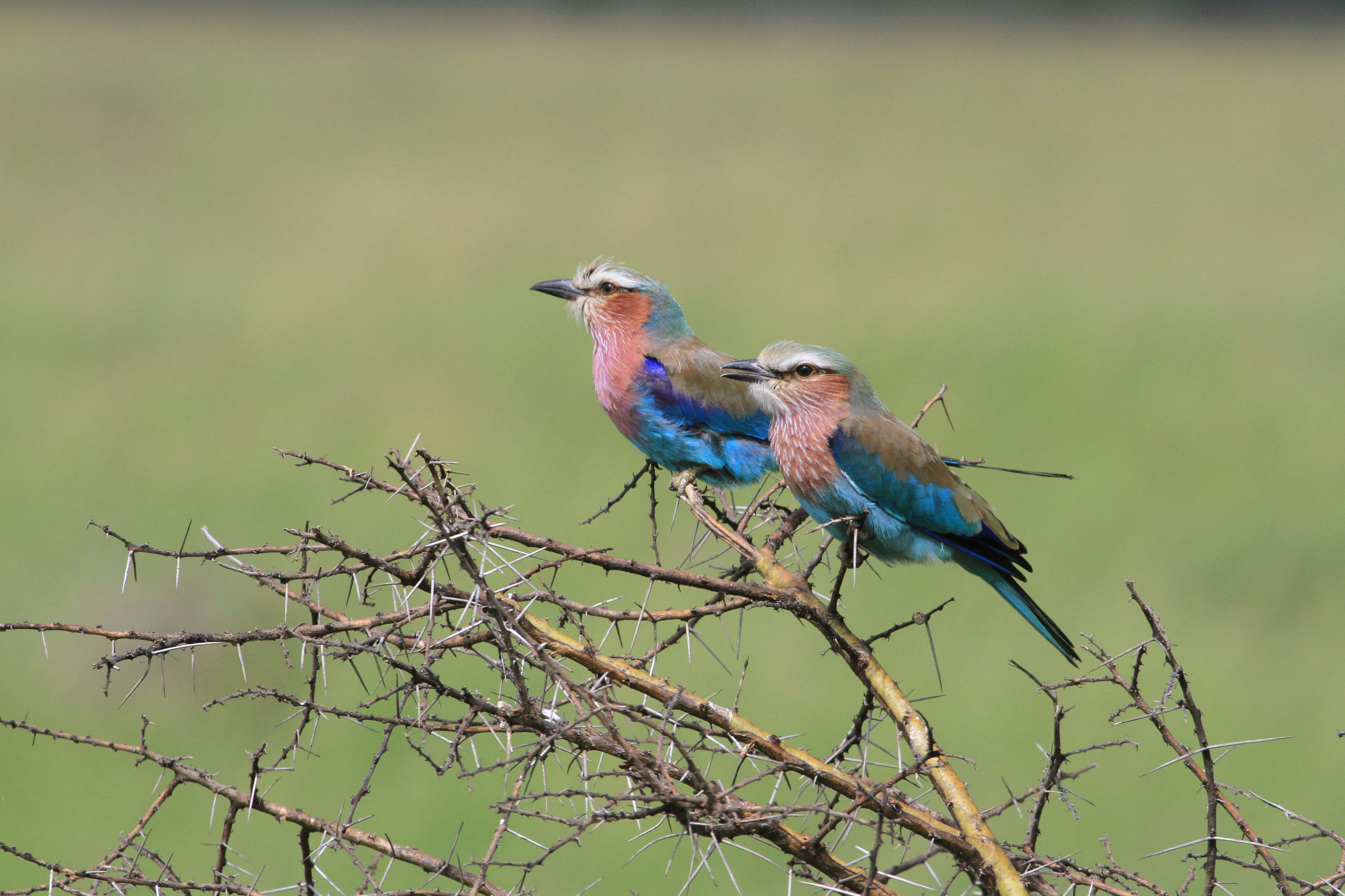 Two vibrant lilac-breasted rollers perched on a thorny branch, contrasted against a muted green field backdrop.